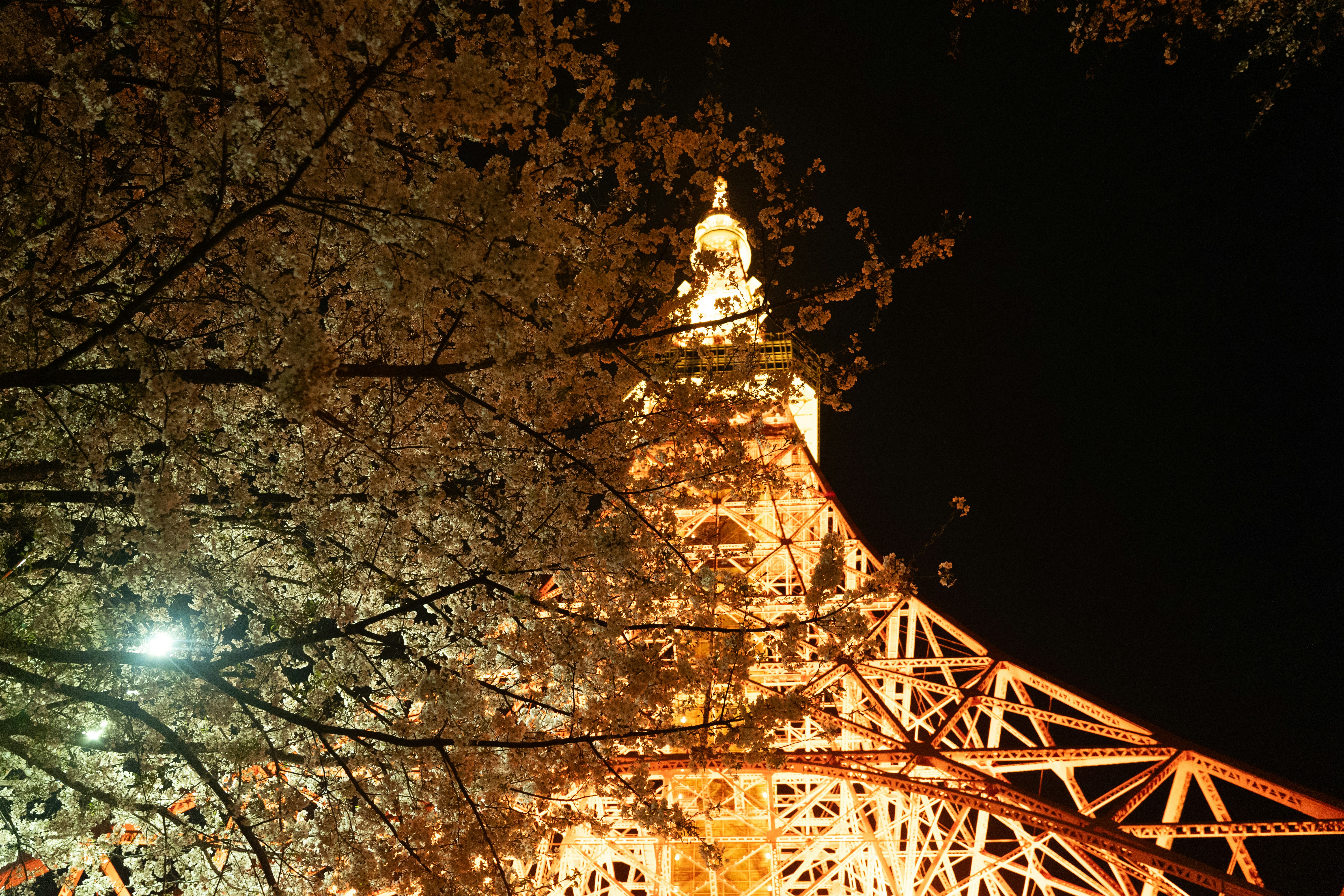 Night-Lit Tokyo Tower Framed by Cherry Blossoms