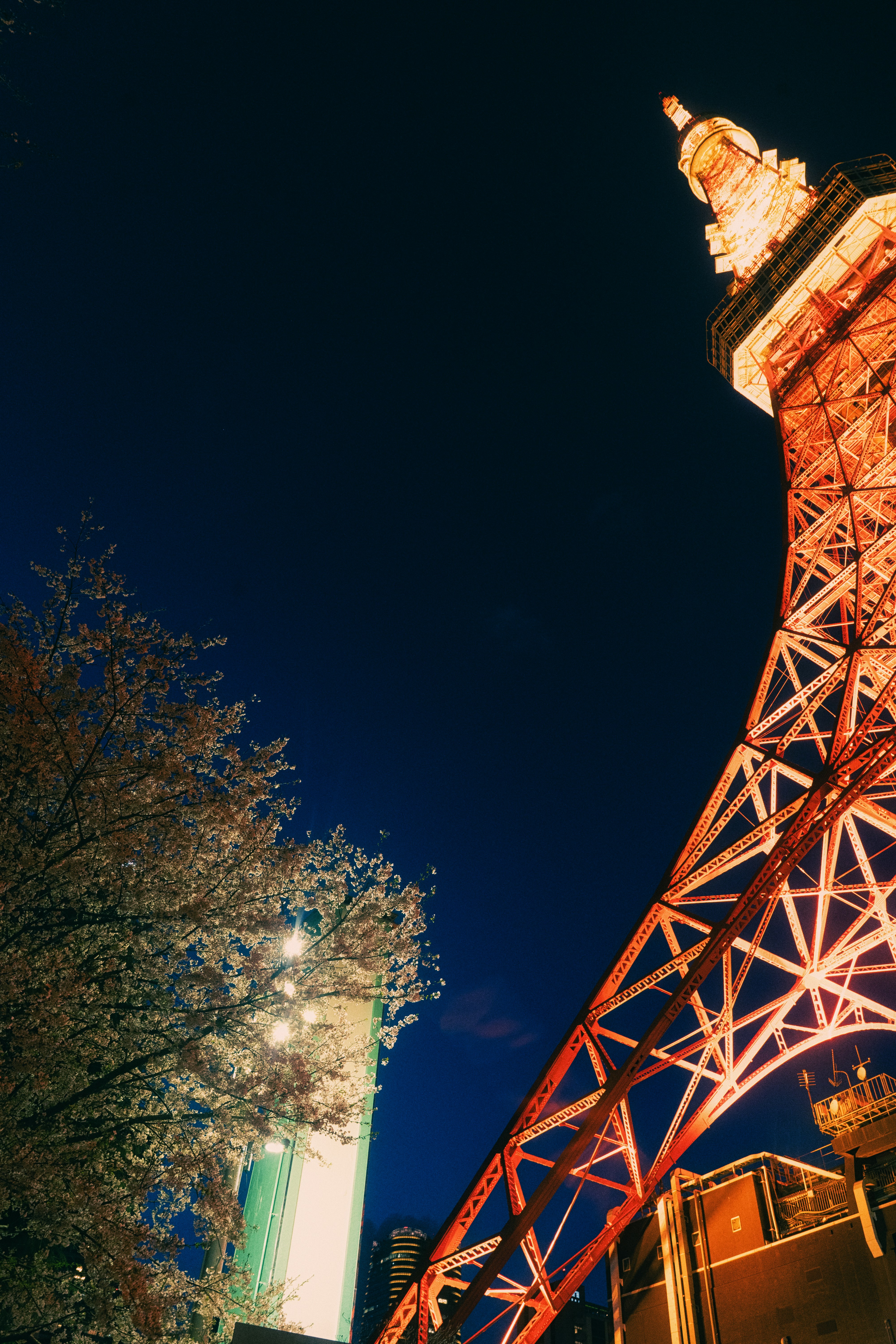 Night Bloom: Tokyo-like Tower Silhouette Framed by Cherry Glow