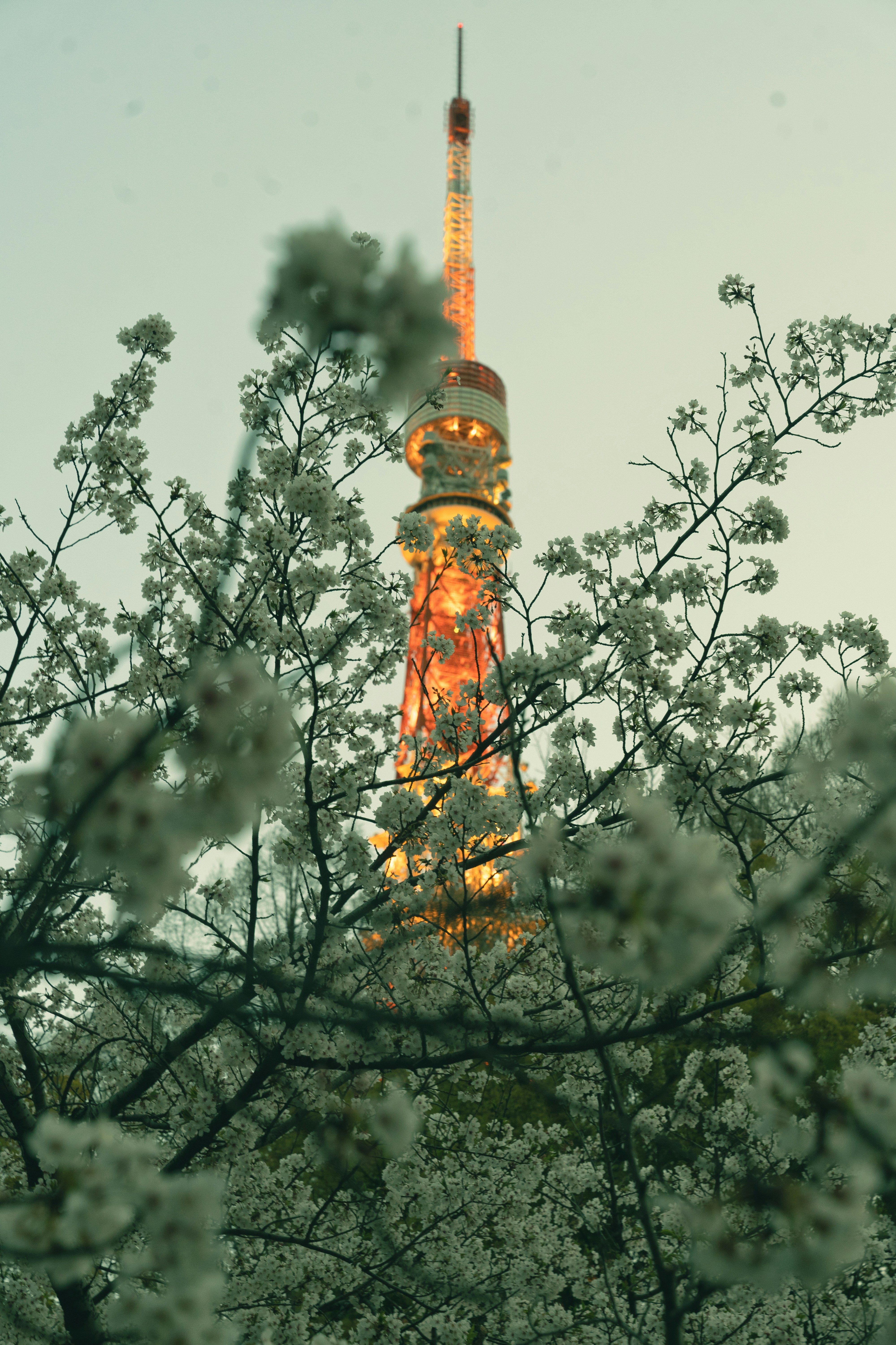 Crimson Tower Rising Through a Veil of Cherry Blossoms