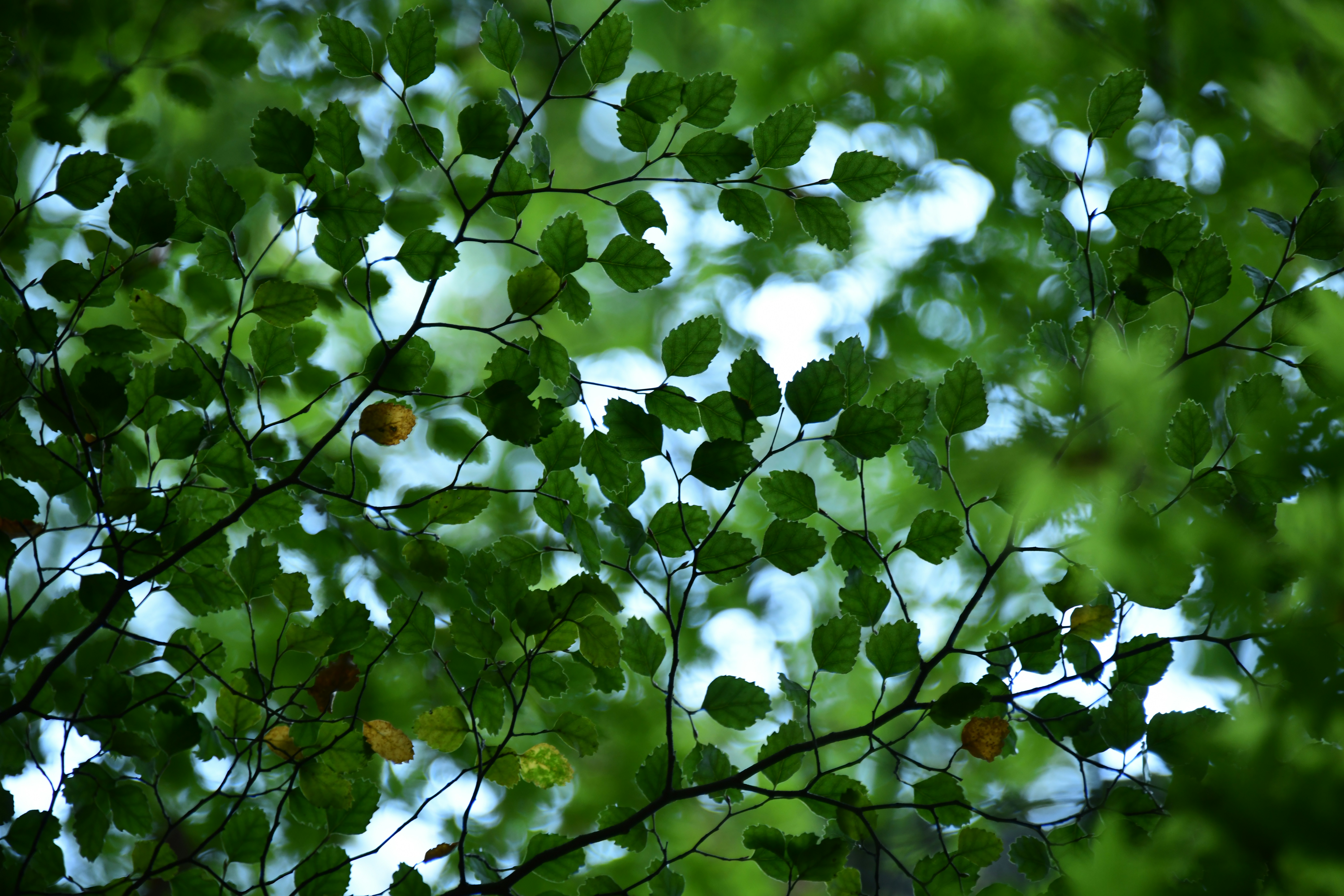 Photo by Richard Lin with Nikon D850