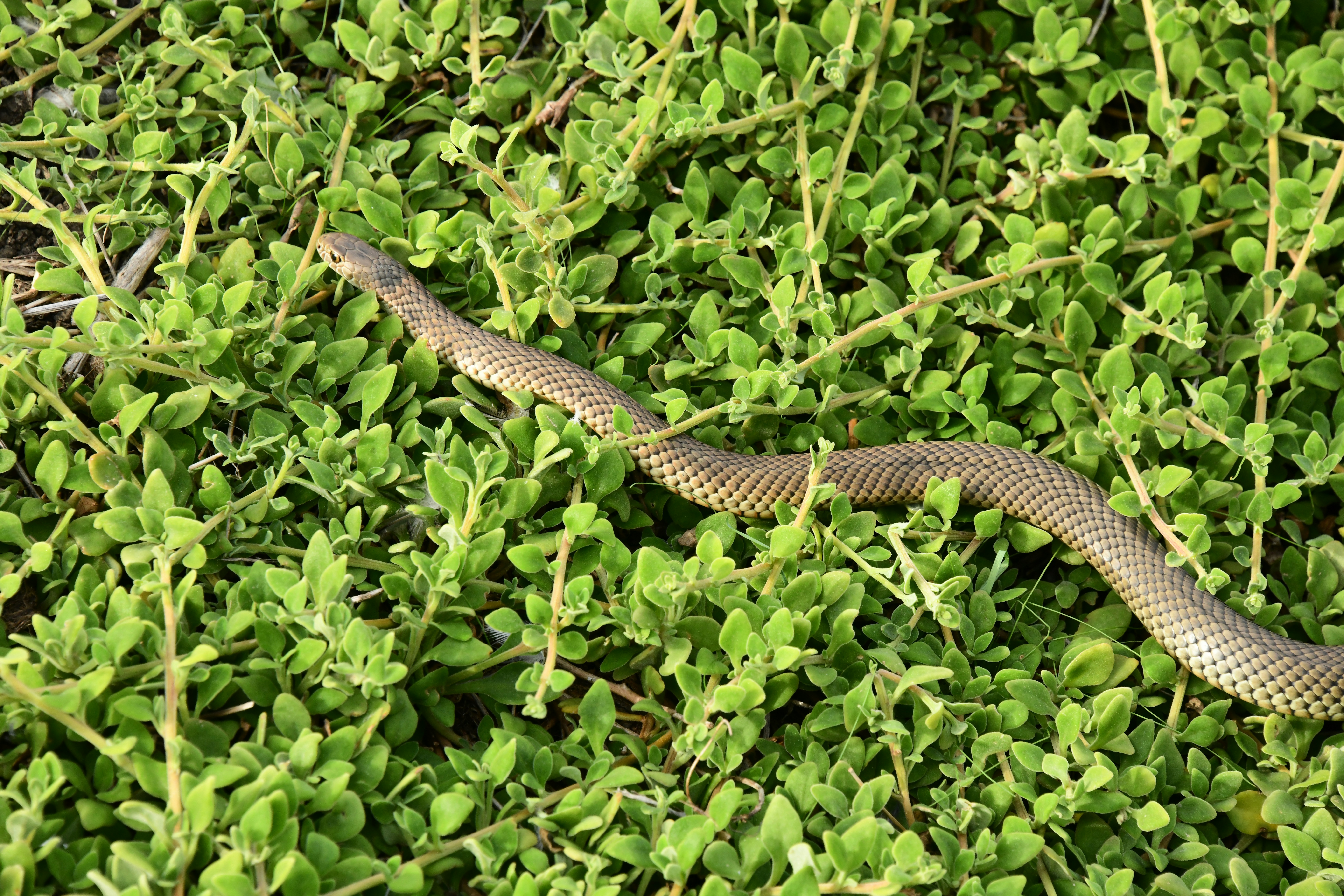 Hedgebound Path: A Brown Serpent Weaving Through Dense Foliage