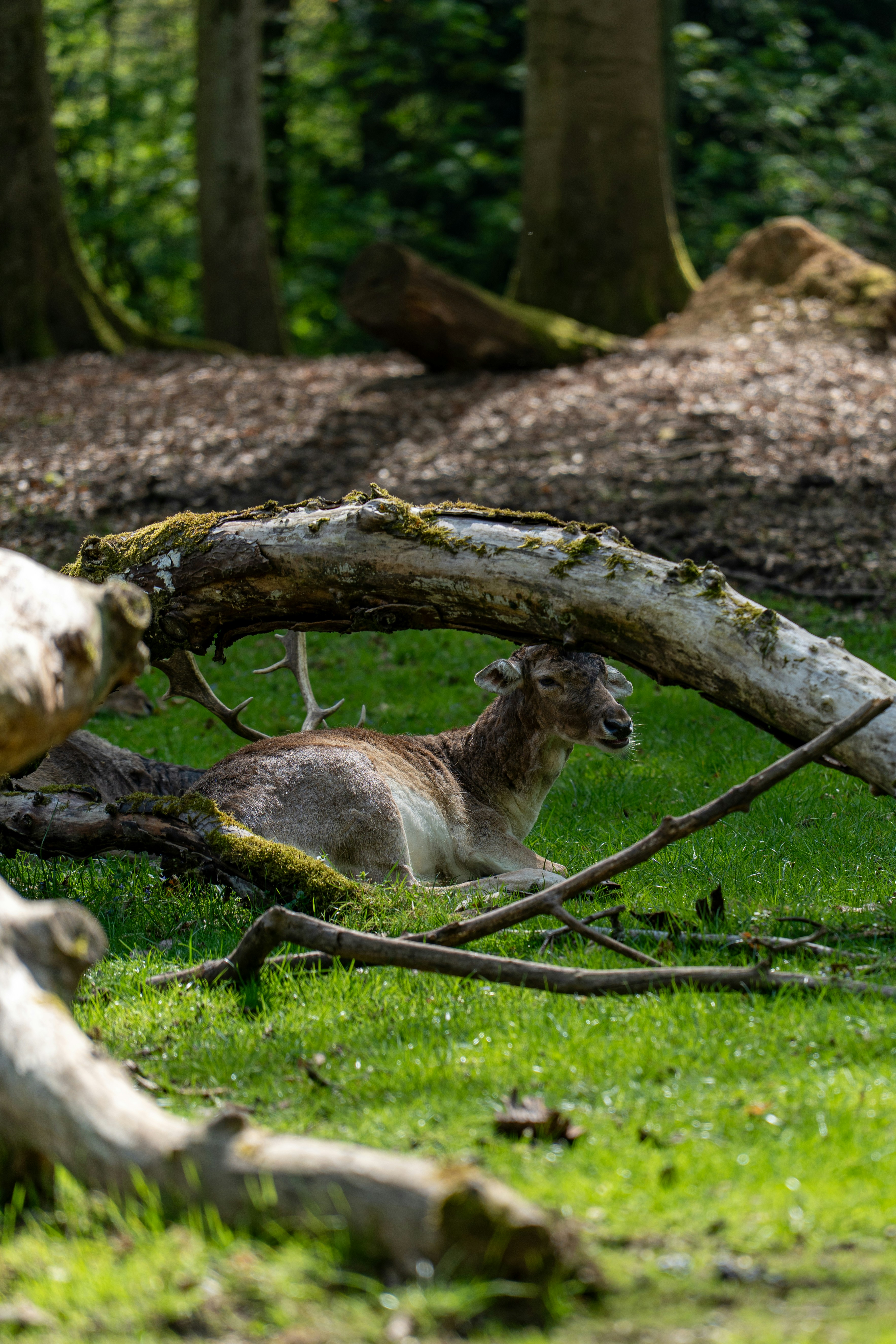 A deer rests under a fallen log. photo – Free Forest Image on Unsplash