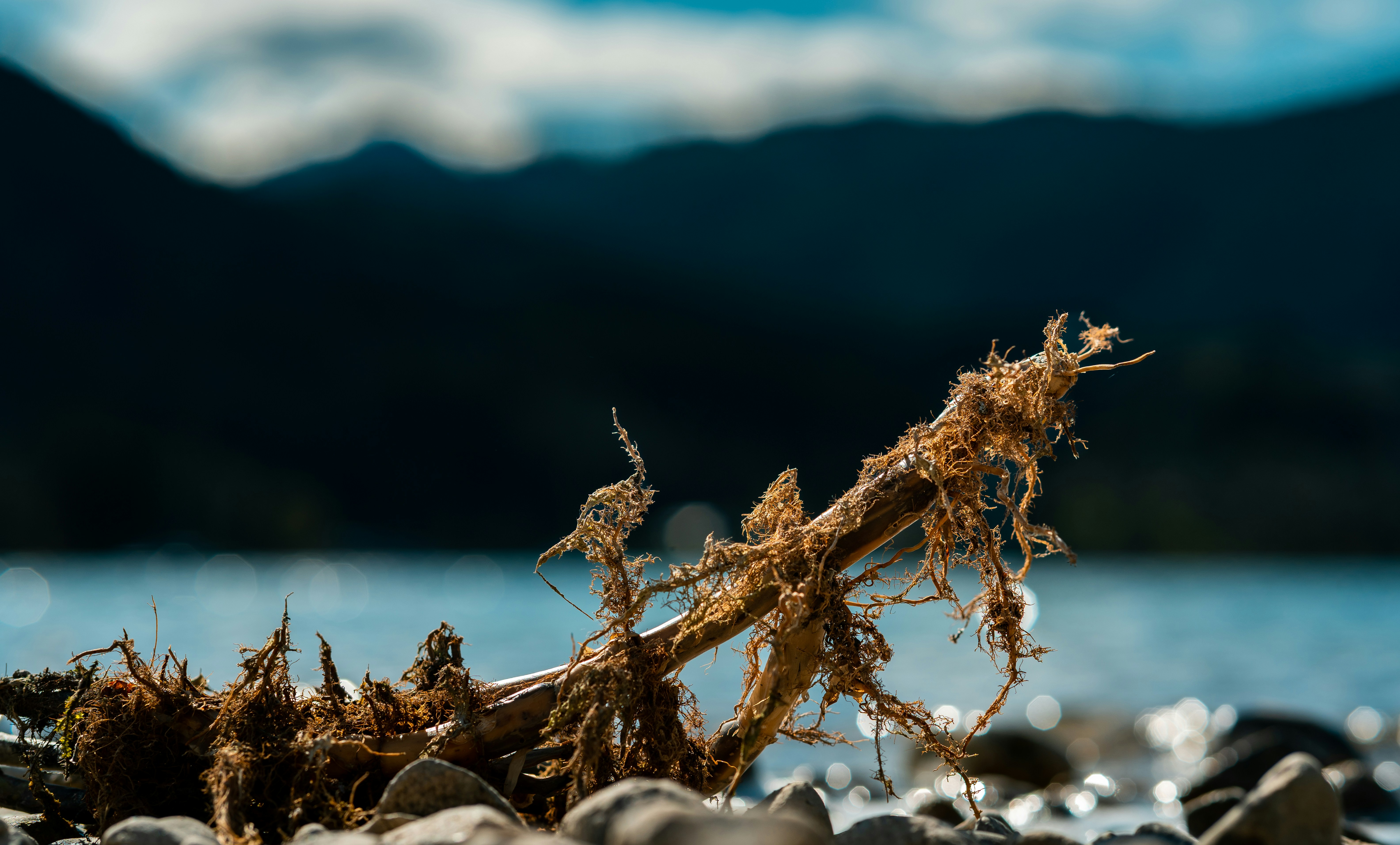 Driftwood on a Pebble Shore: Quiet Lakeside Glow
