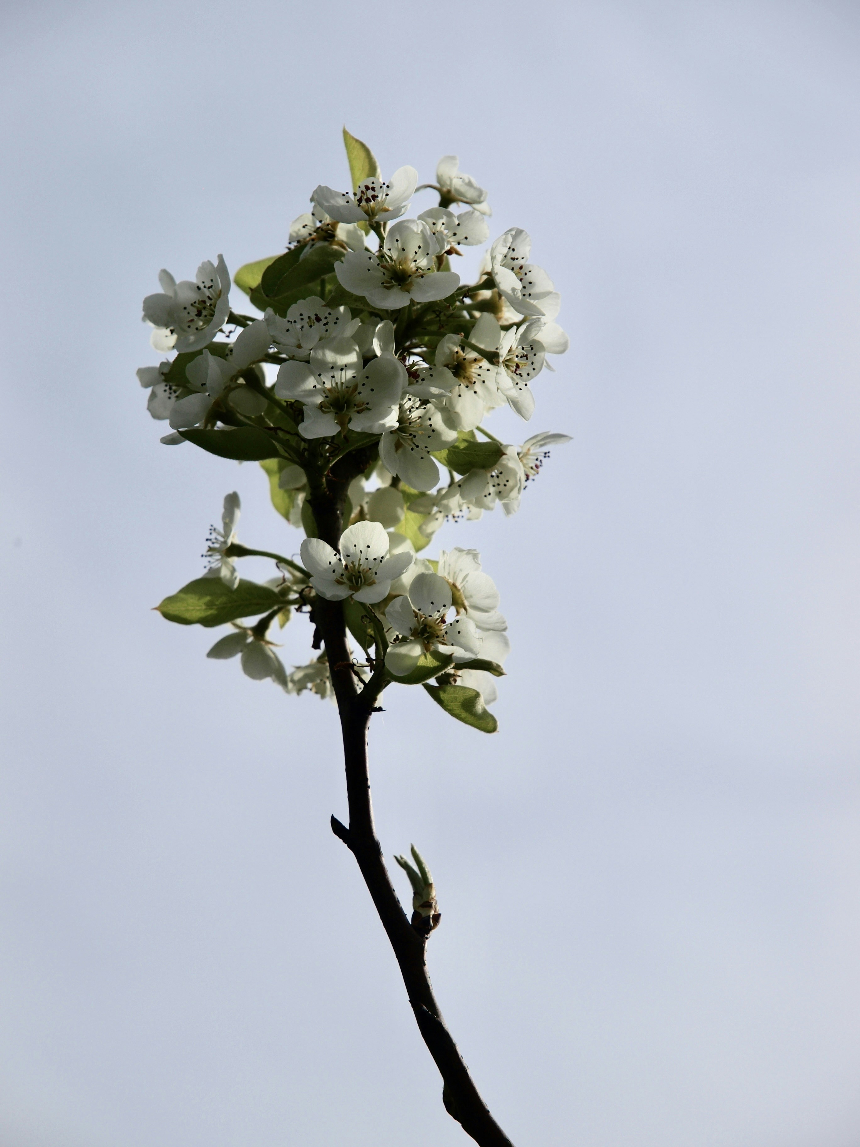 Blossom-topped Branch Reaching Toward the Sky