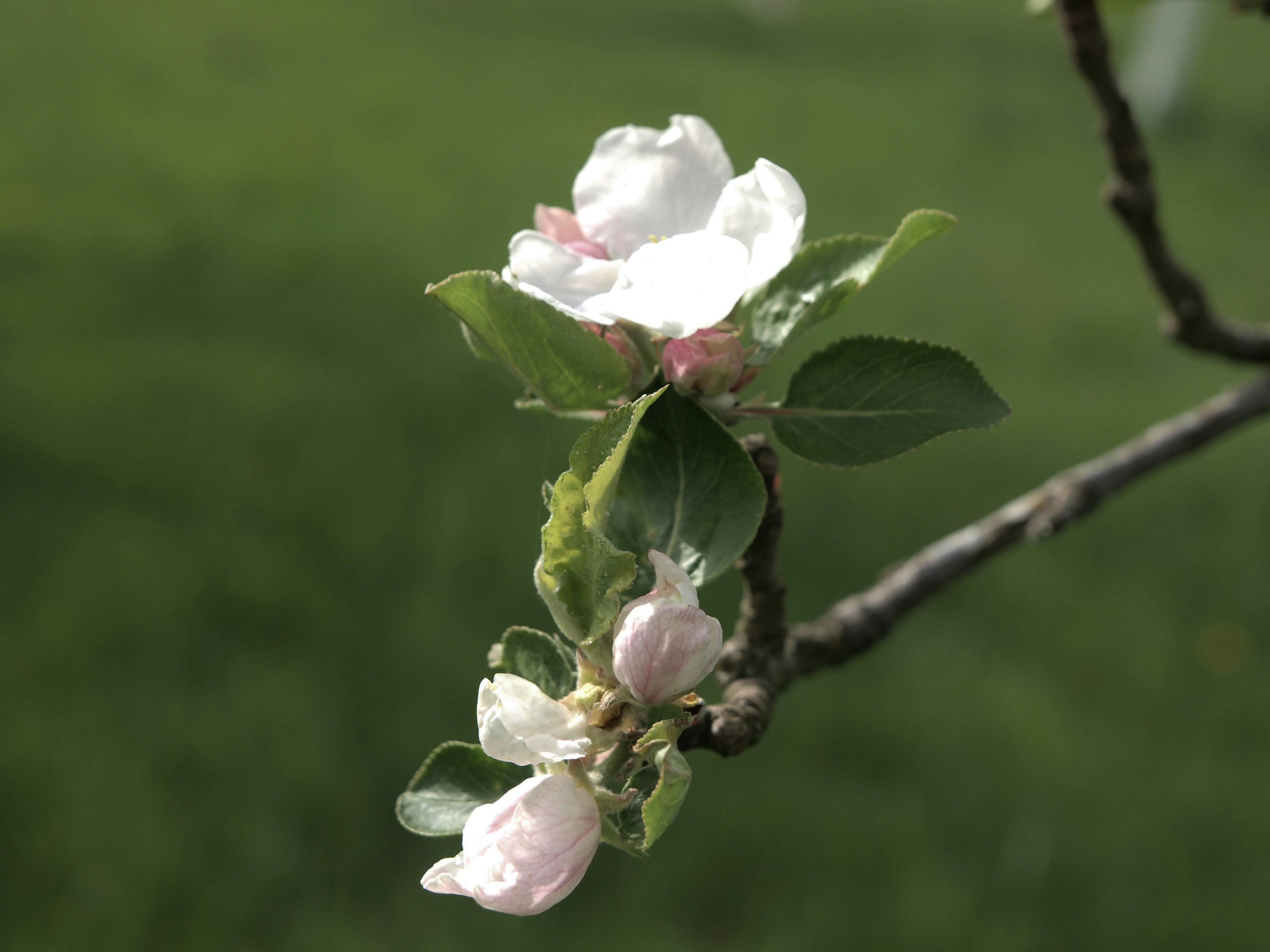 Whispering Petals: Pink-White Apple Blossoms on a Slender Branch
