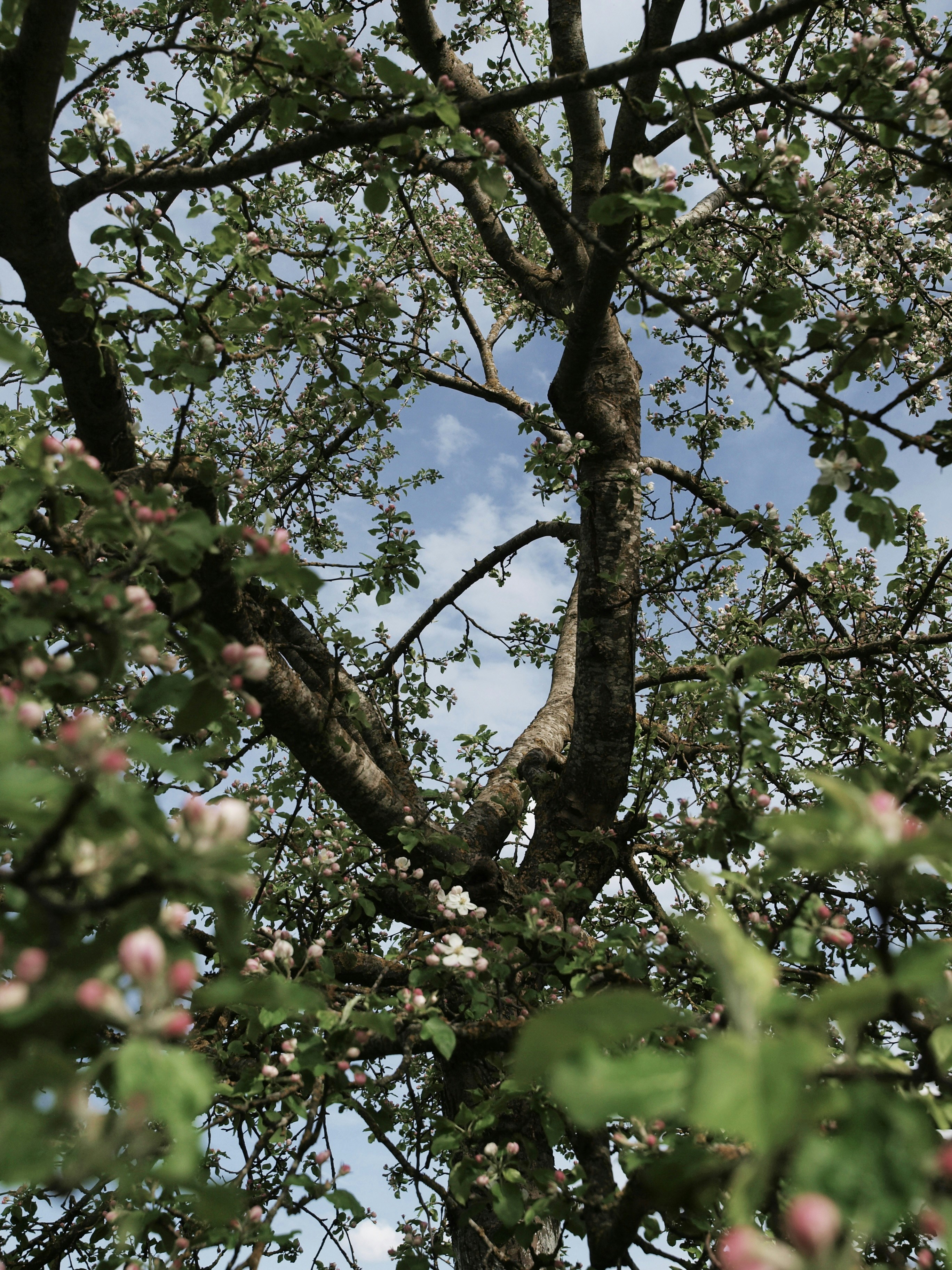 Blossom Tree Pictures | Download Free Images on Unsplash