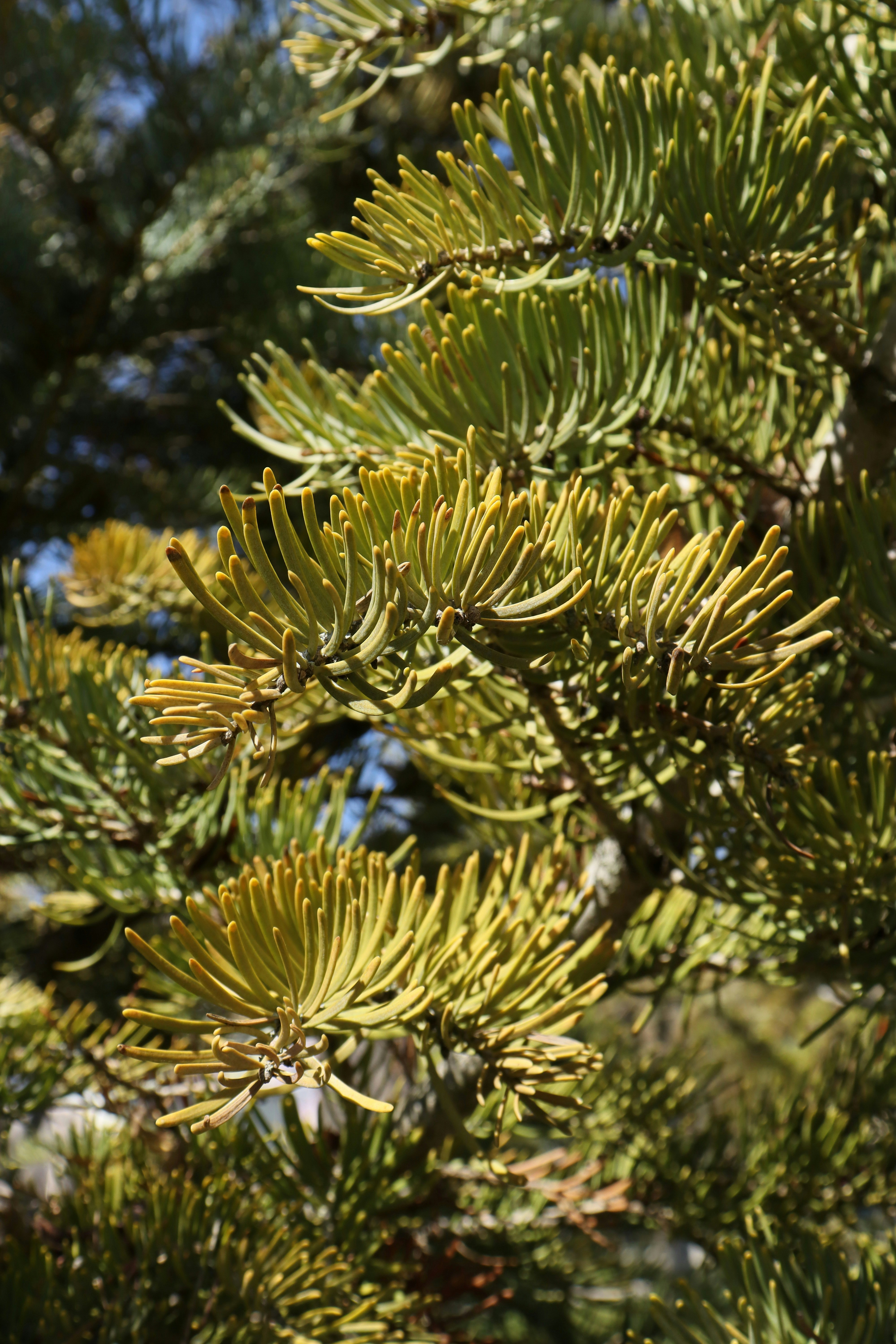 Close-up shot of a pine tree's yellowing needles. photo – Free Pine ...