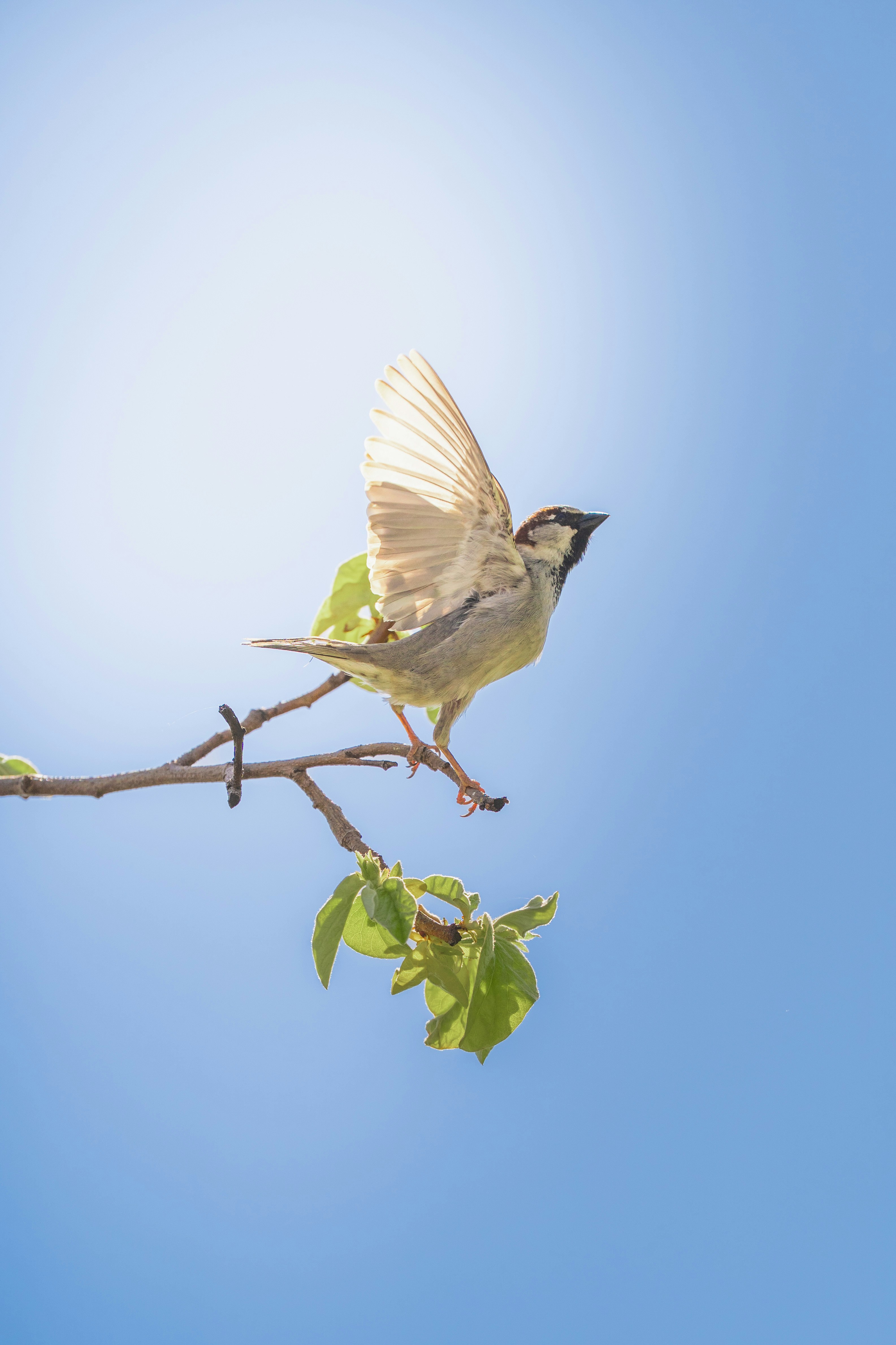 A sparrow spreads its wings on a branch. photo – Free Animal Image on ...