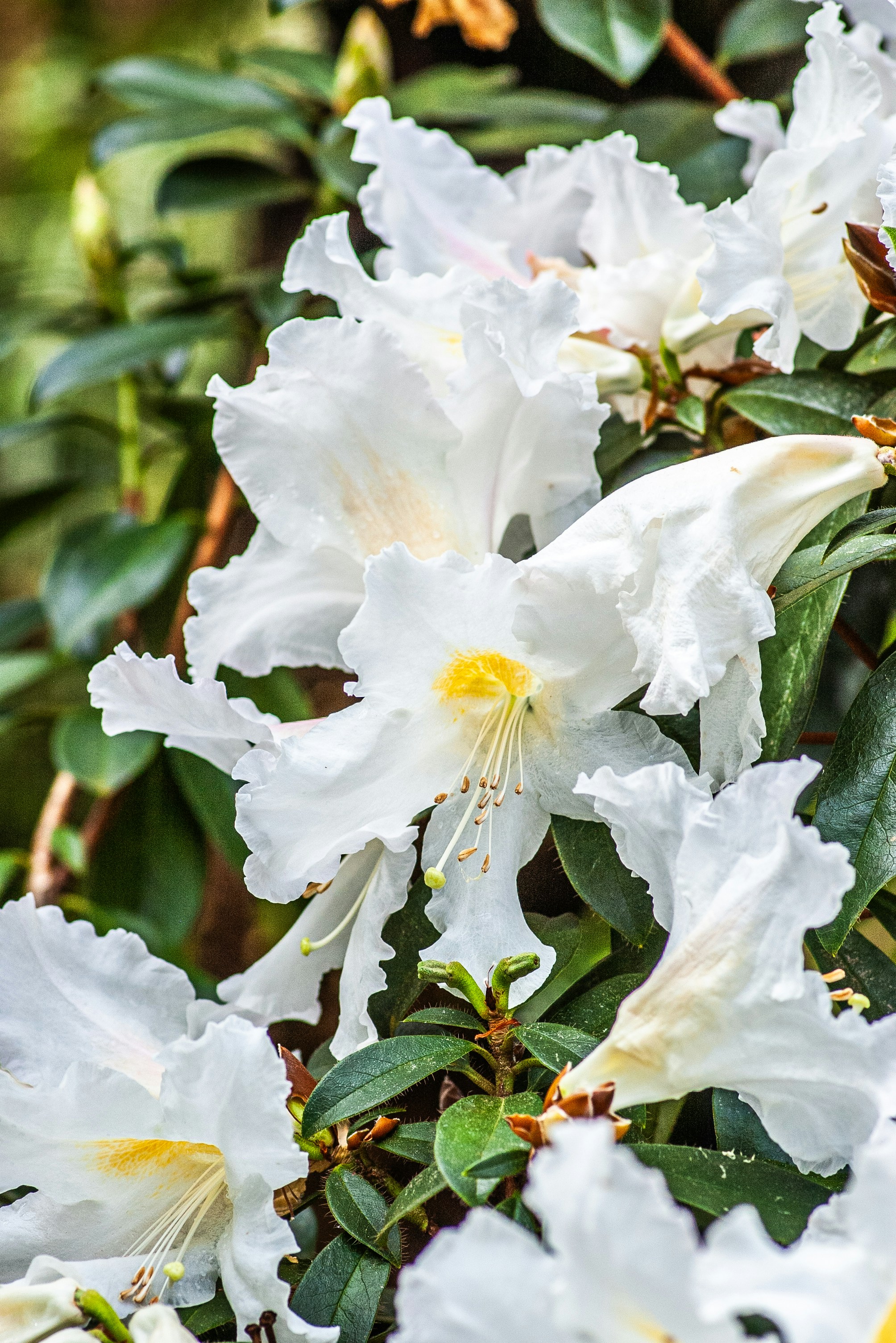 Beautiful white rhododendron flowers in full bloom. photo – Free ...