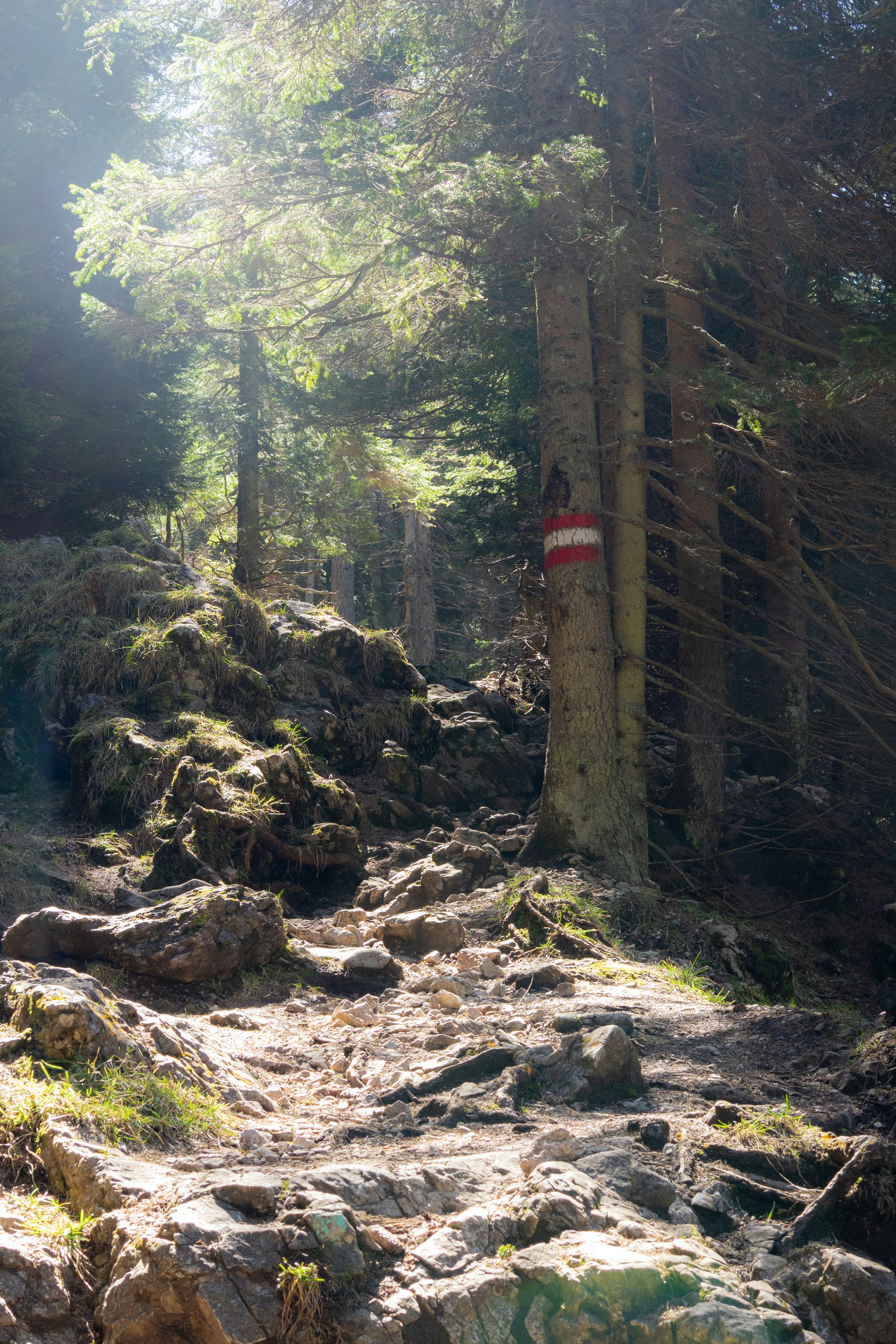 Un sentier rocheux serpente à travers une forêt ensoleillée. photo ...
