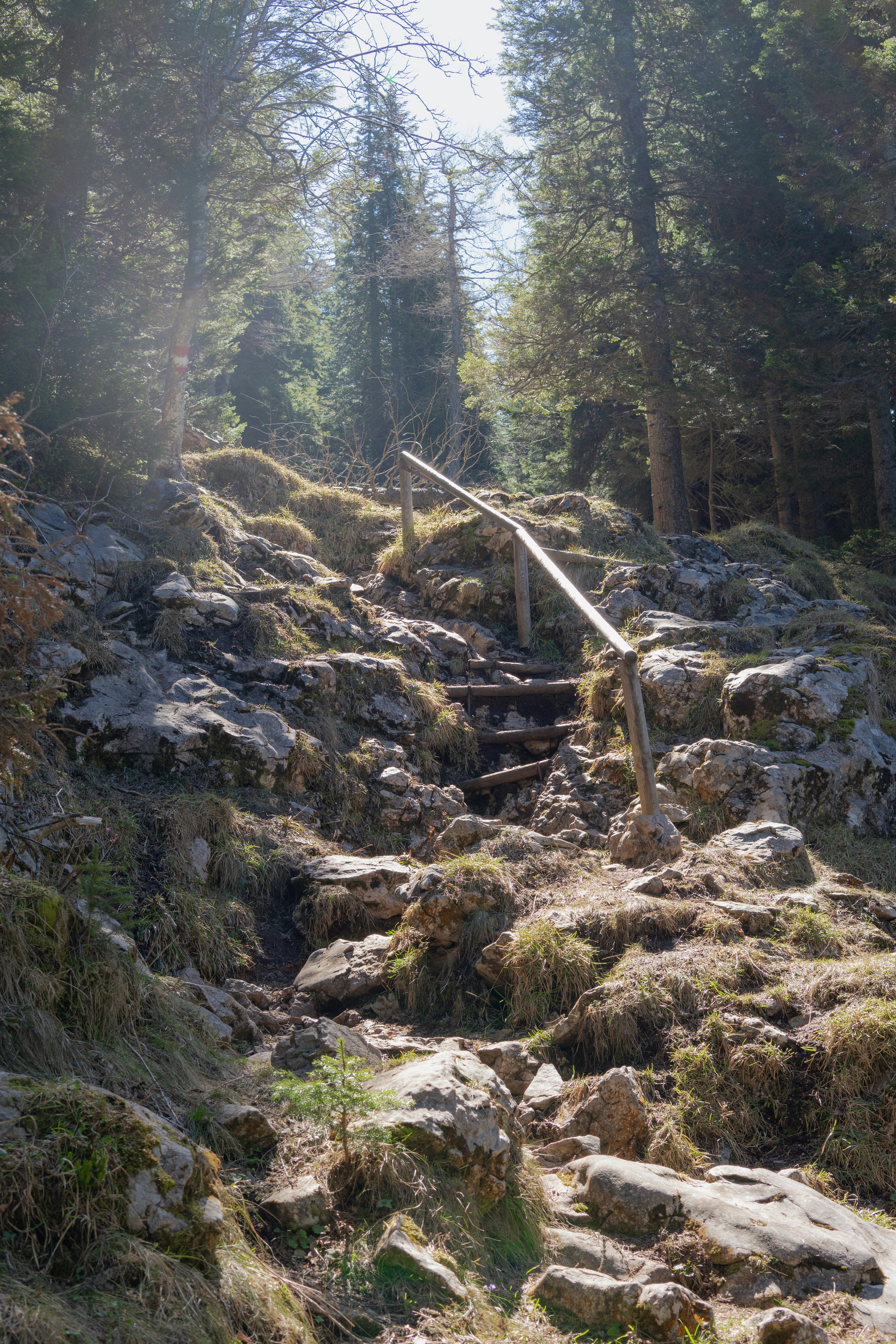 Steep hiking trail winds up through a forest. photo – Free Forest Image ...
