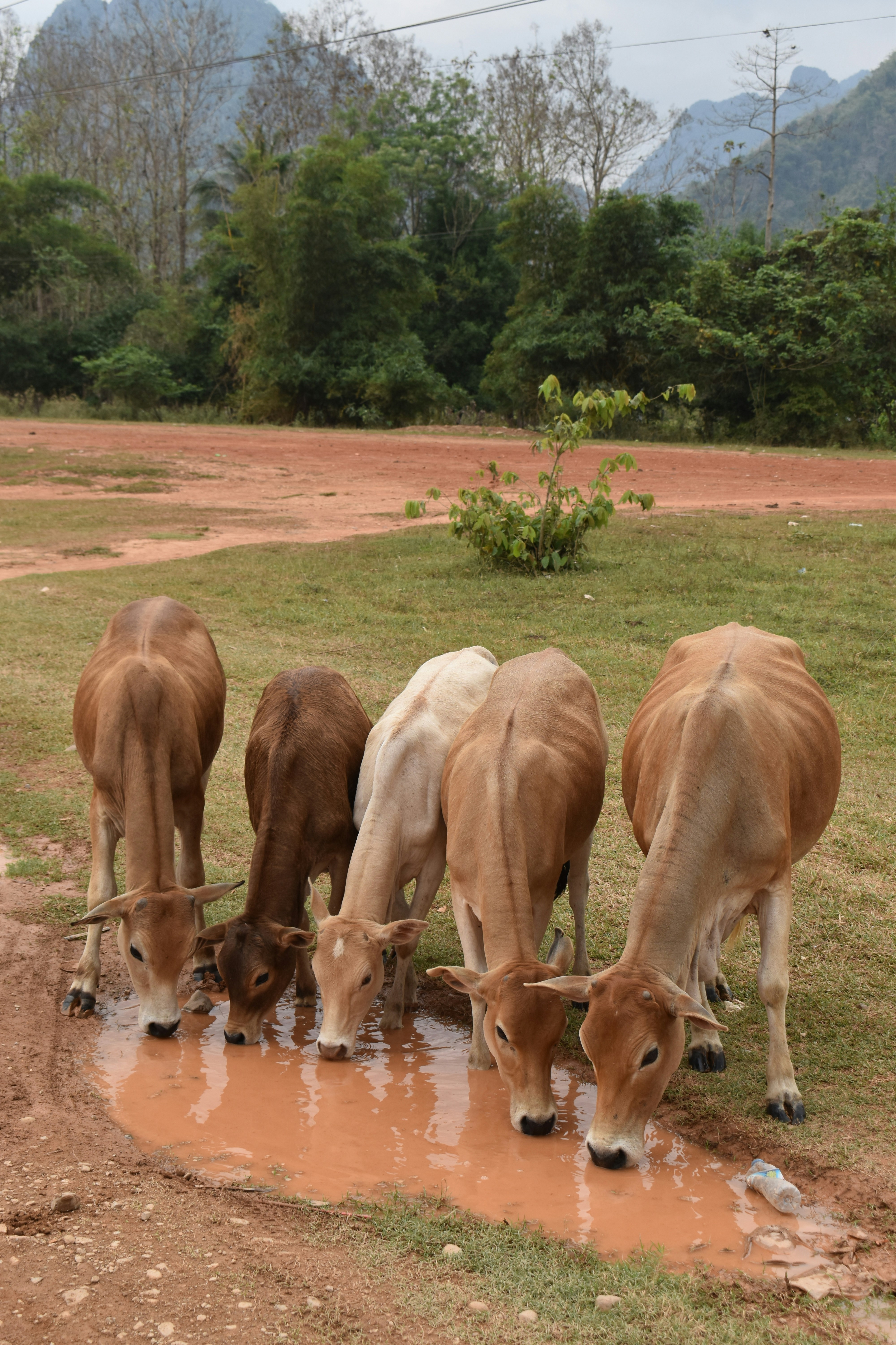 Herd at the Mud Pool: Five Cattle Sip Quietly in a Red-Dirt Clearing
