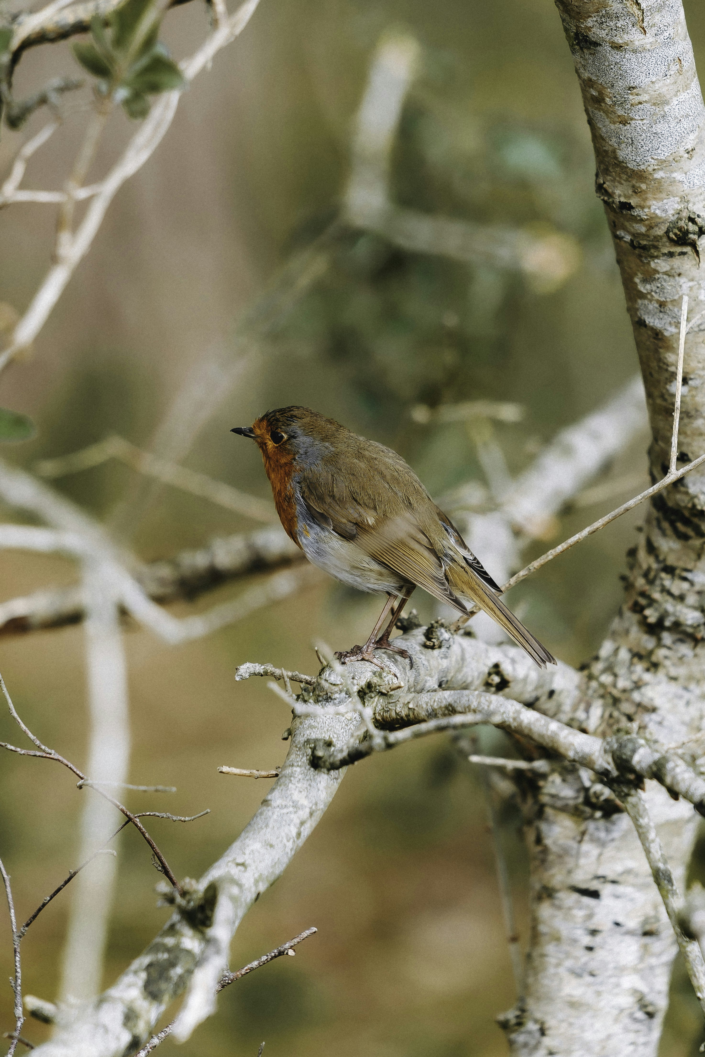 A small bird perched on a branch, surrounded by a soft, blurred natural backdrop. The scene captures the essence of wildlife in its habitat.