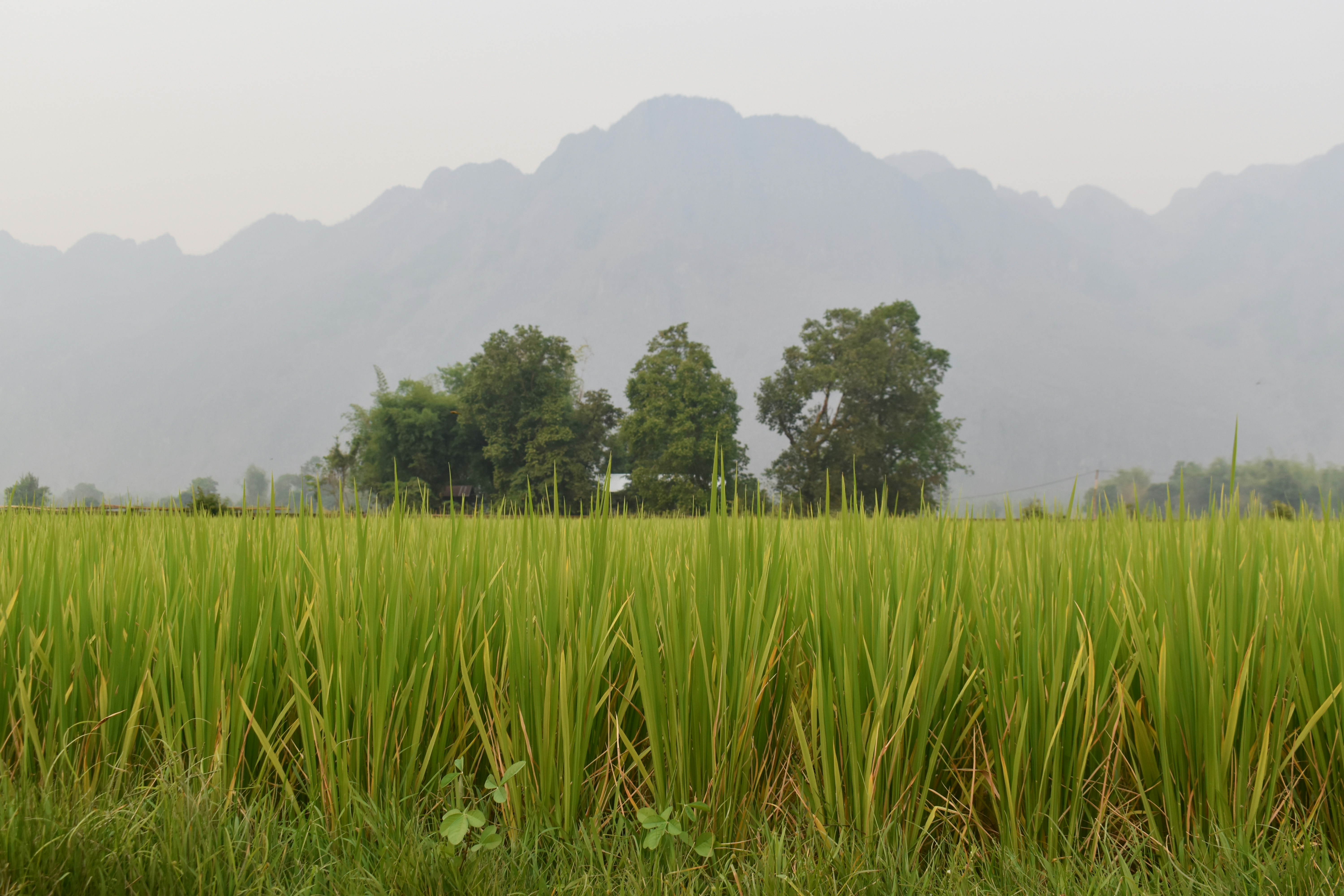 Rice field and mountain view in the distance. photo – Free Plant Image ...