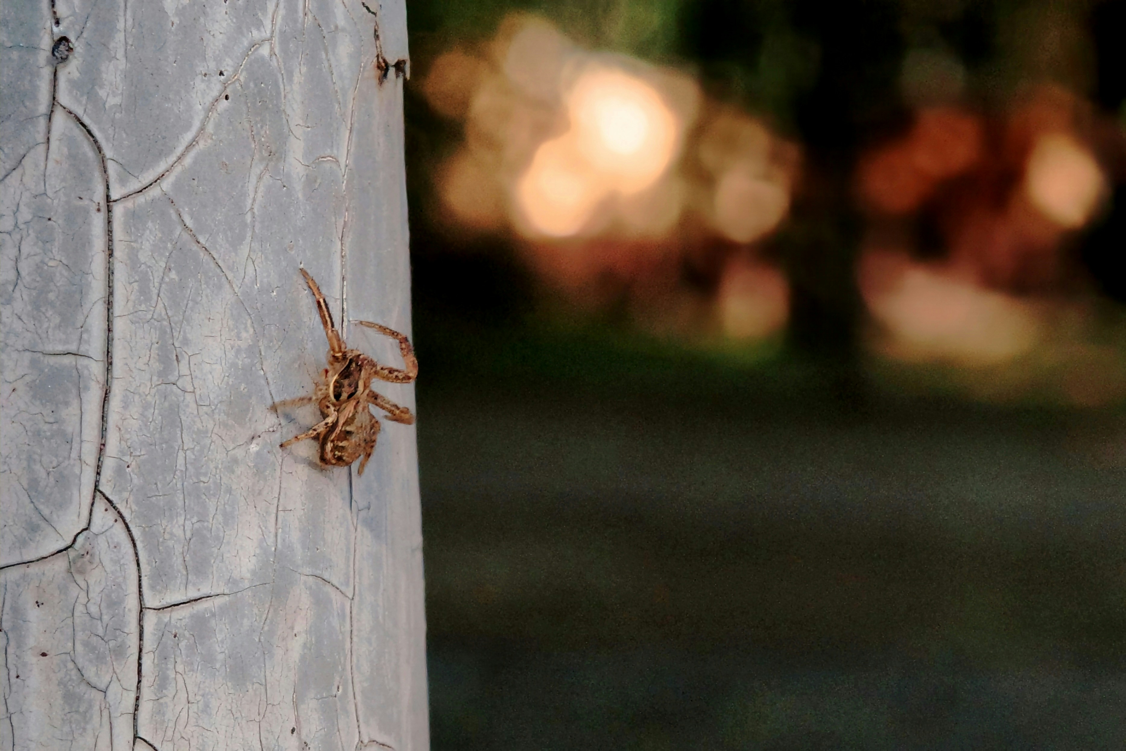 Edge of the Bark: Jumping Spider on Weathered Birch