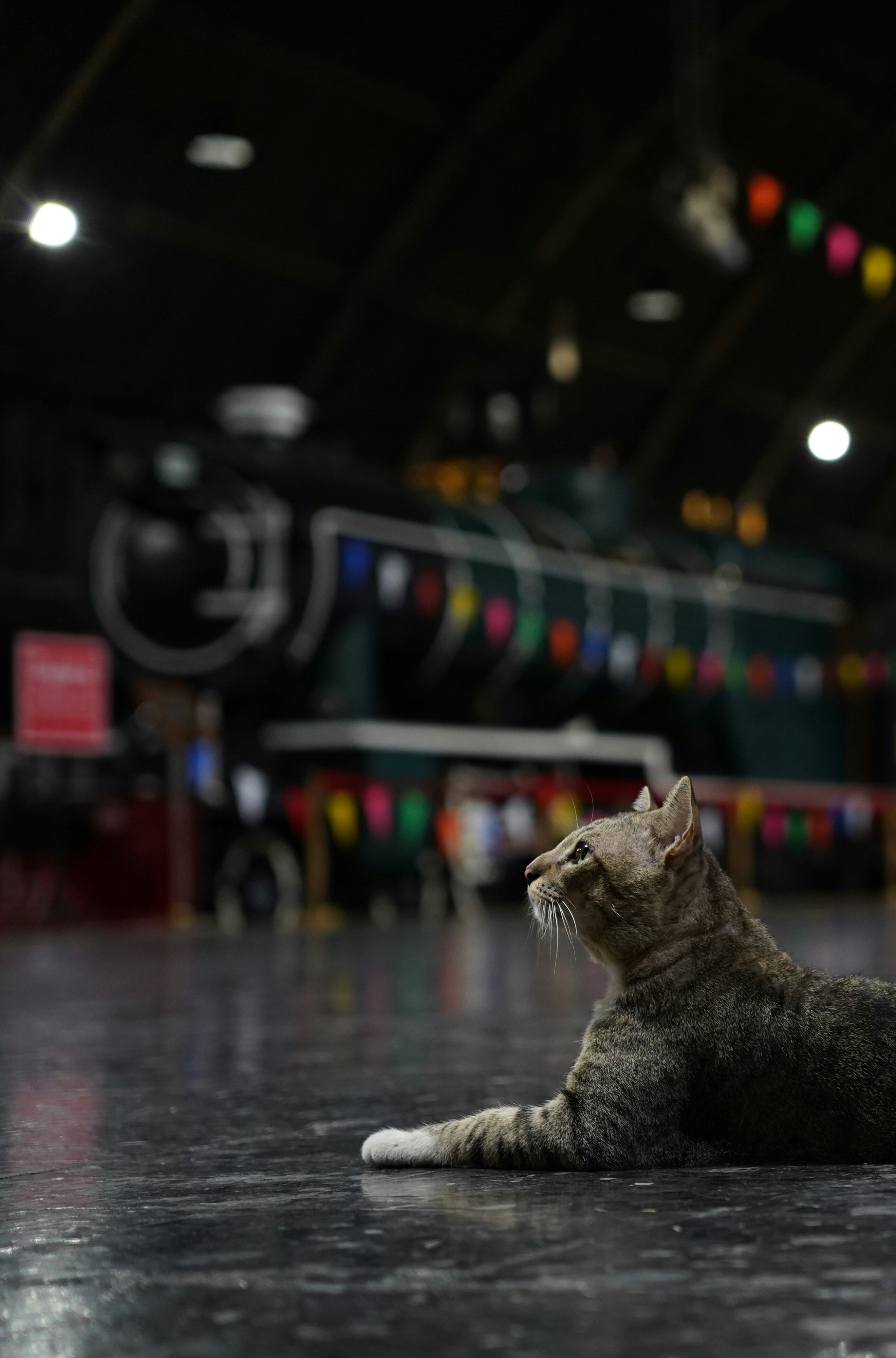Low-Showdown in the Ring: A Curious Cat at the Backstage Stage