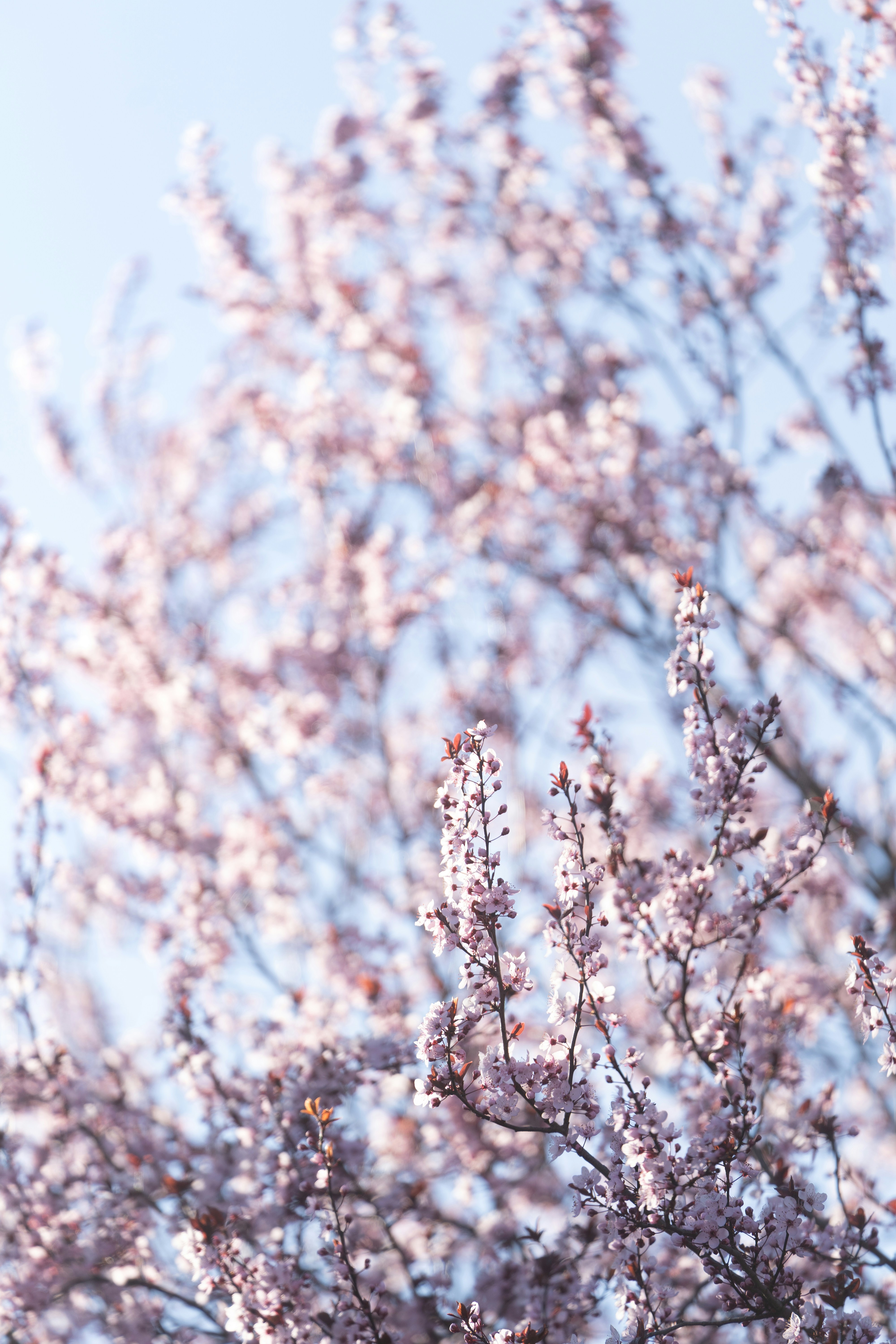 Blooming cherry blossom tree against a blue sky. photo – Free Spring ...