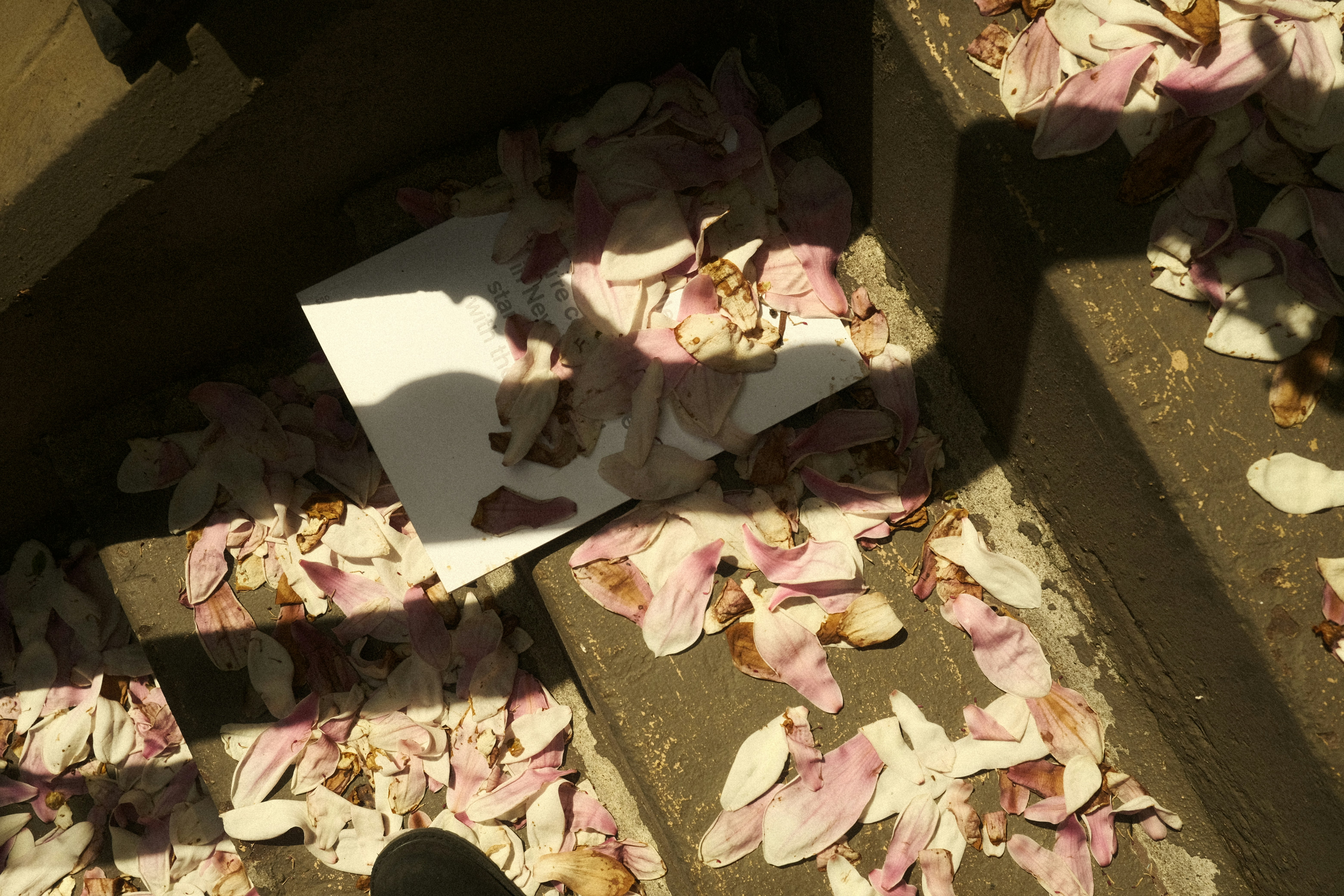 Fallen petals cover stairs and a white object. photo – Free Flower ...
