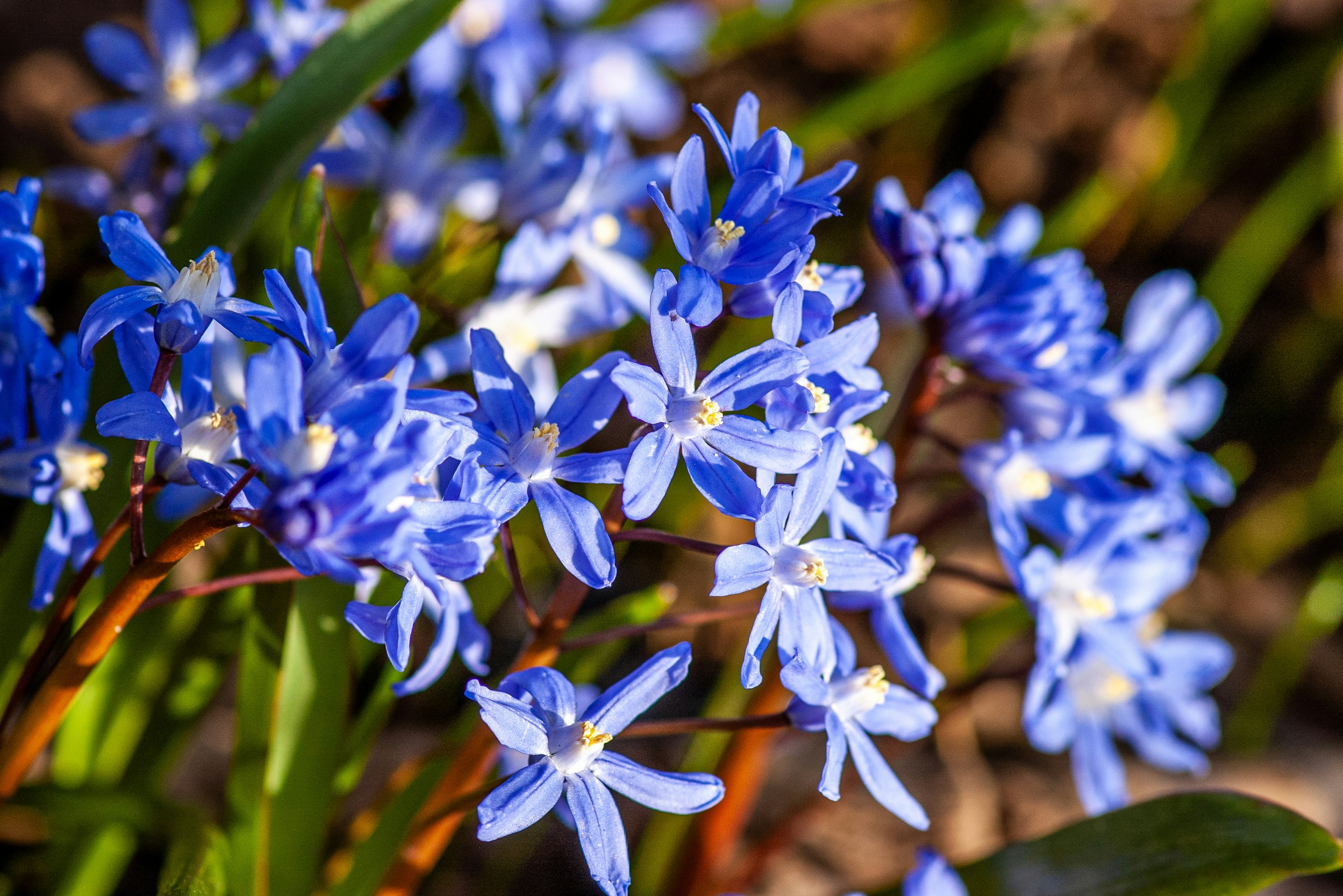 Blue flowers bloom in the spring sunlight. photo – Free Flowers Image ...