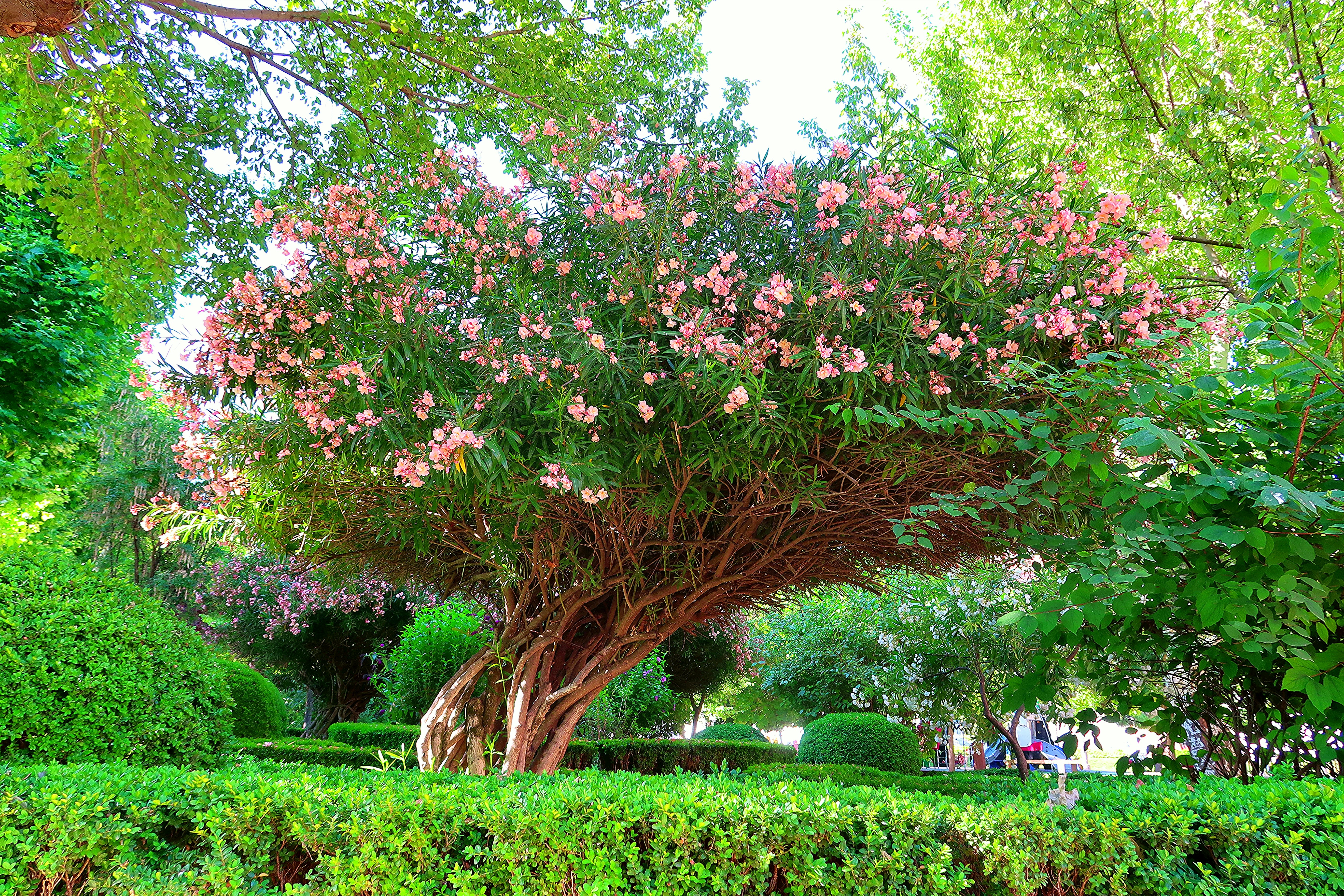 Pink Blossom Canopy Over a Pruned Park Garden