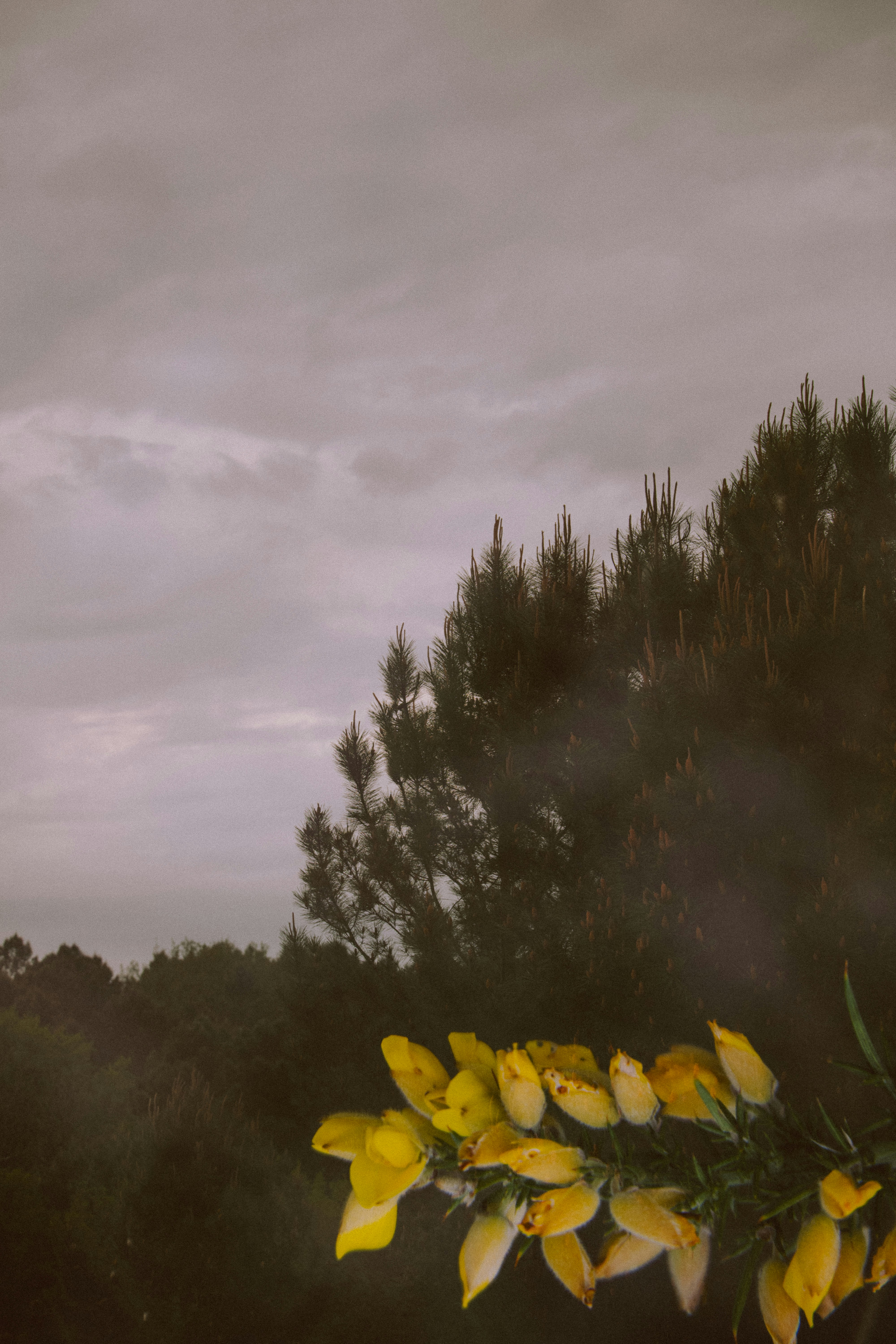 Whispers of Autumn: A Floral Embrace