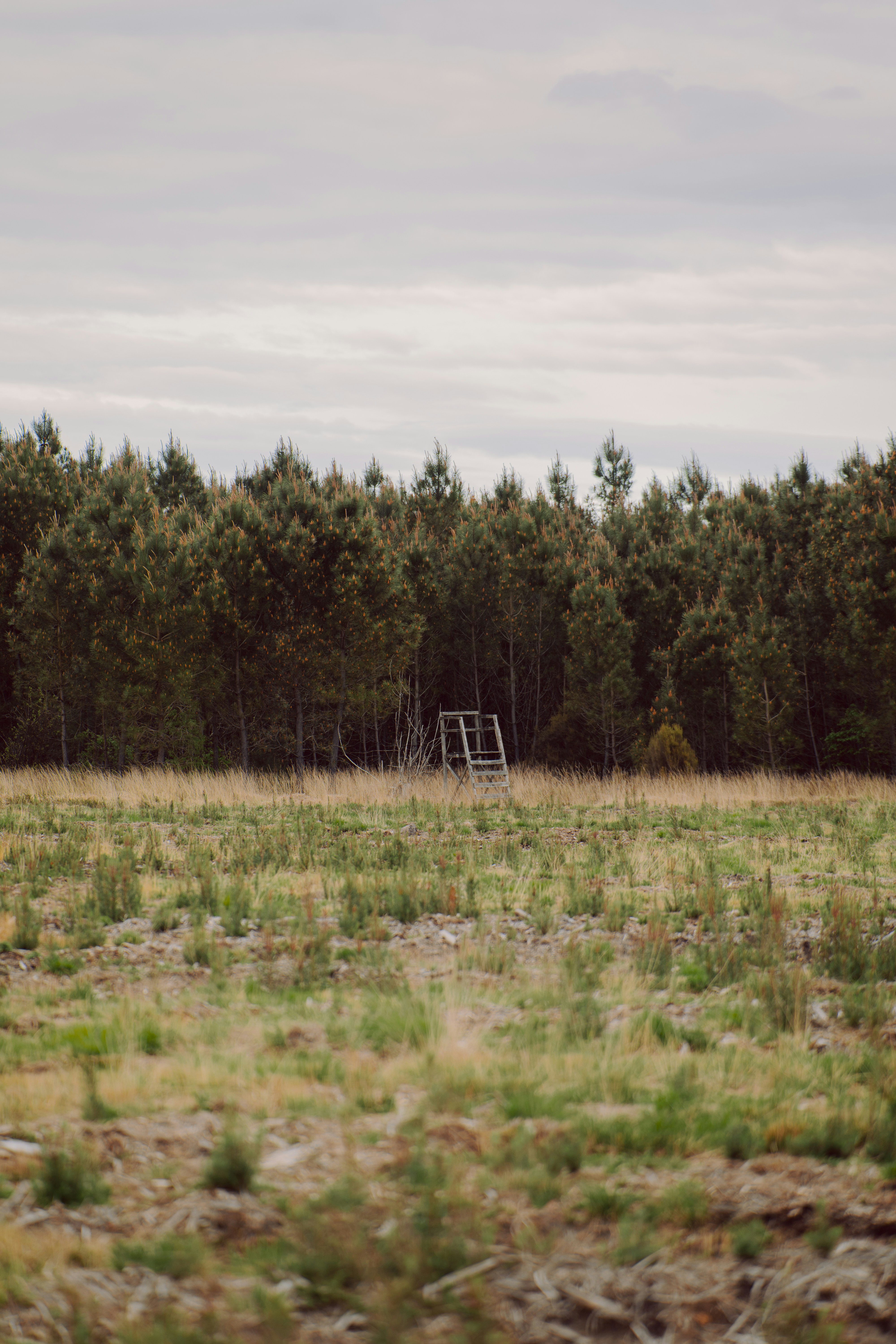 Lone wooden stand at the pine-edge field under an overcast sky