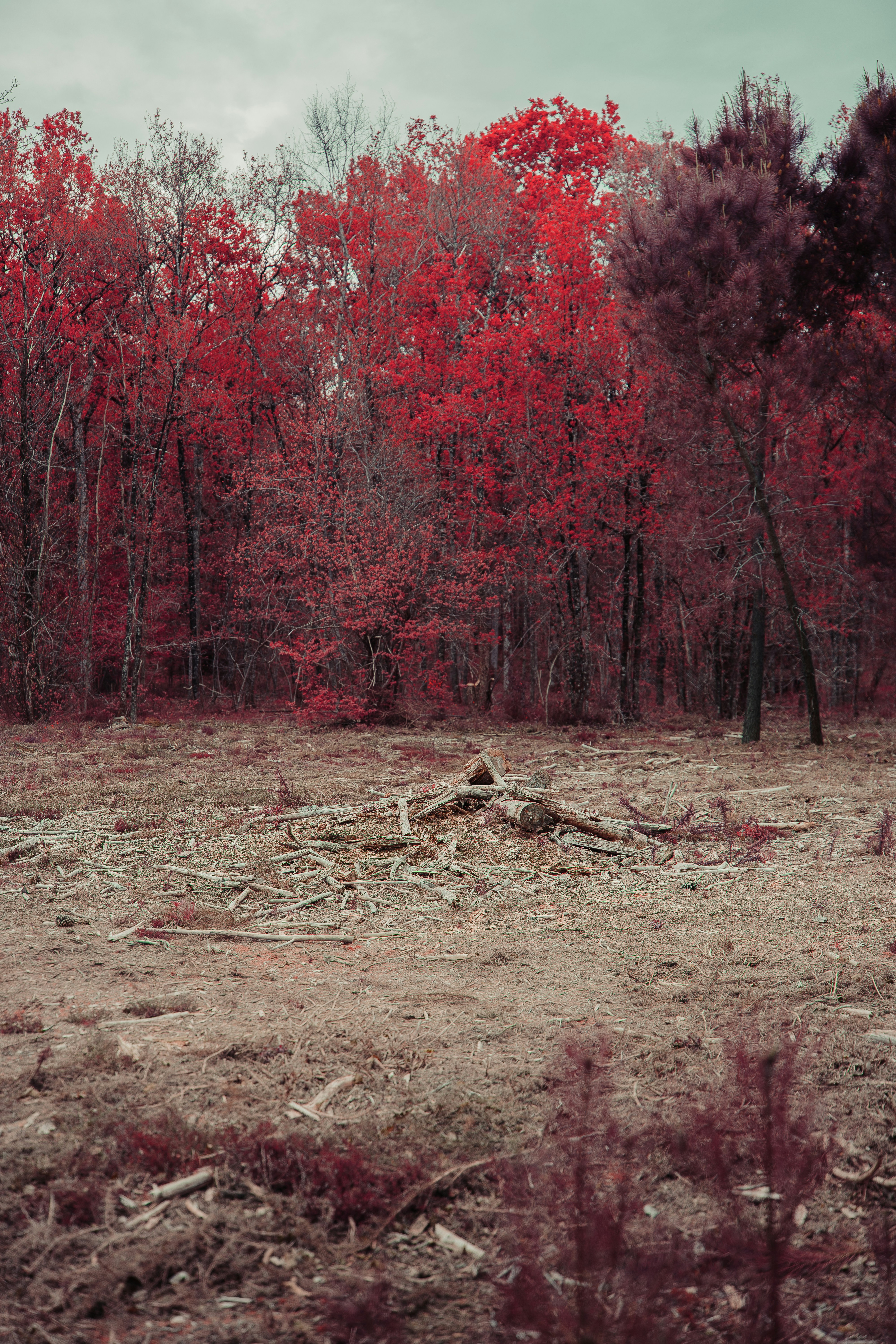 Scarlet Trees: A Quiet Burn of Autumn in the Clearing