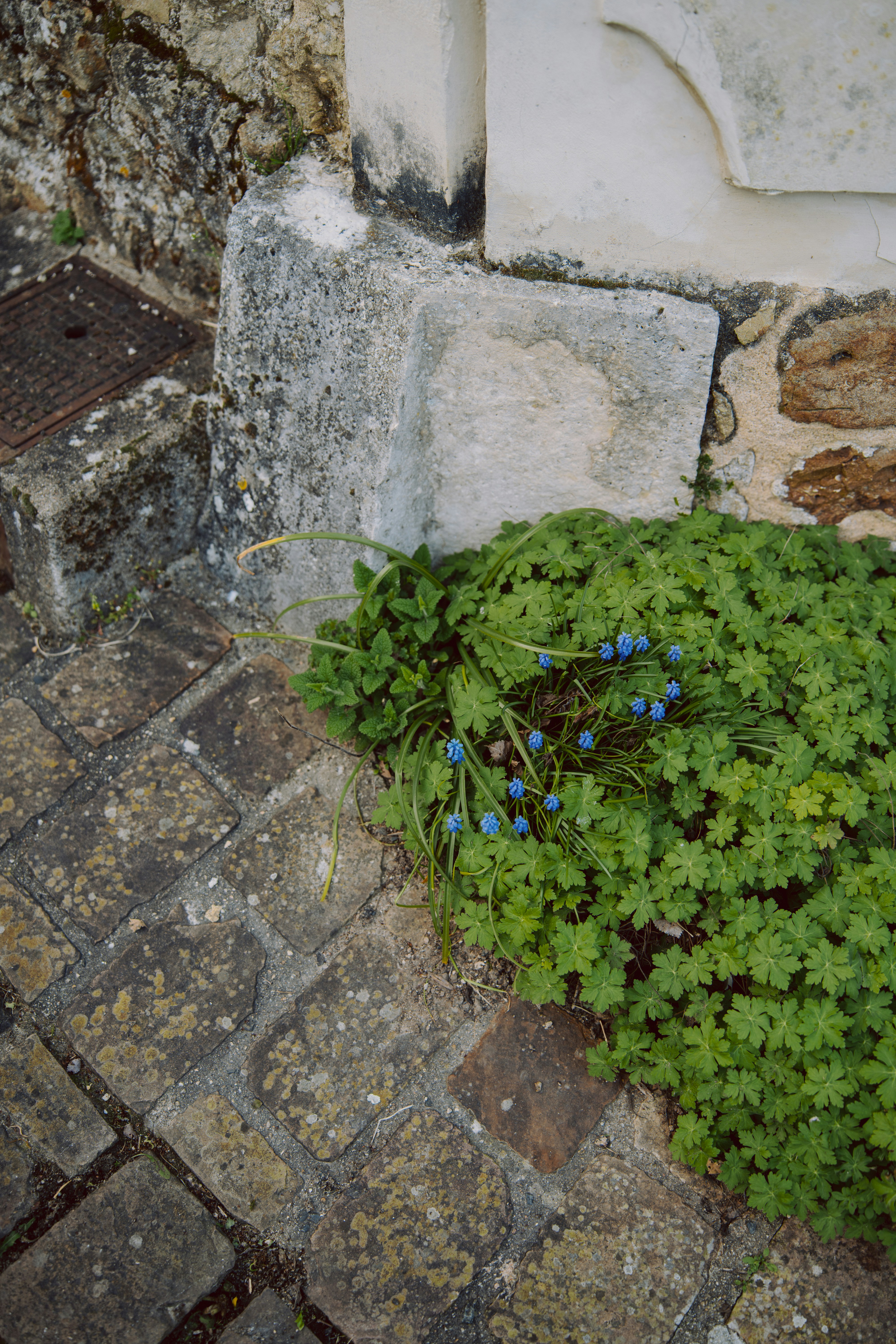 Wild blue blooms at the edge of weathered stone and cobbles
