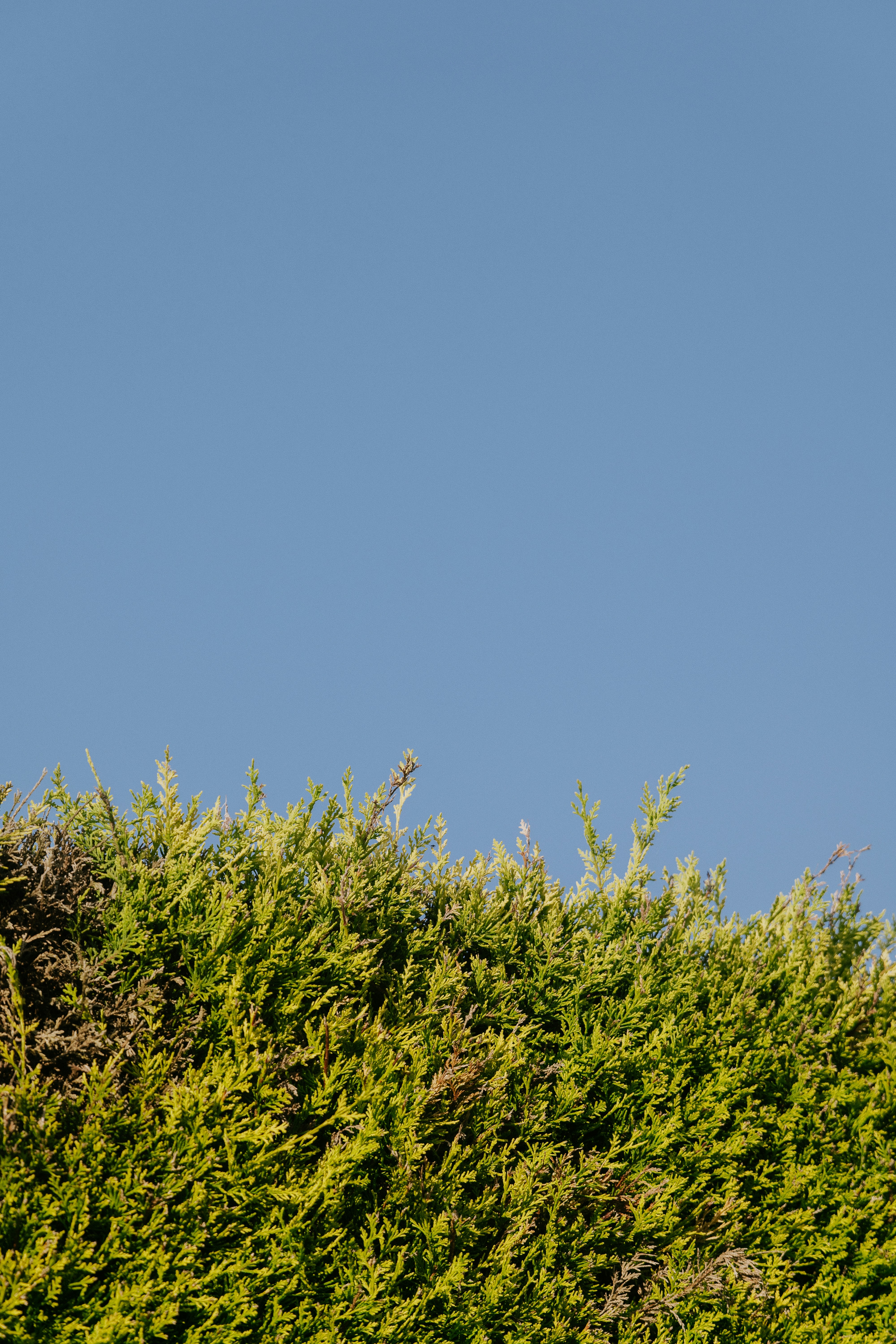 Green hedge against a clear blue sky. photo – Free Blue Image on Unsplash
