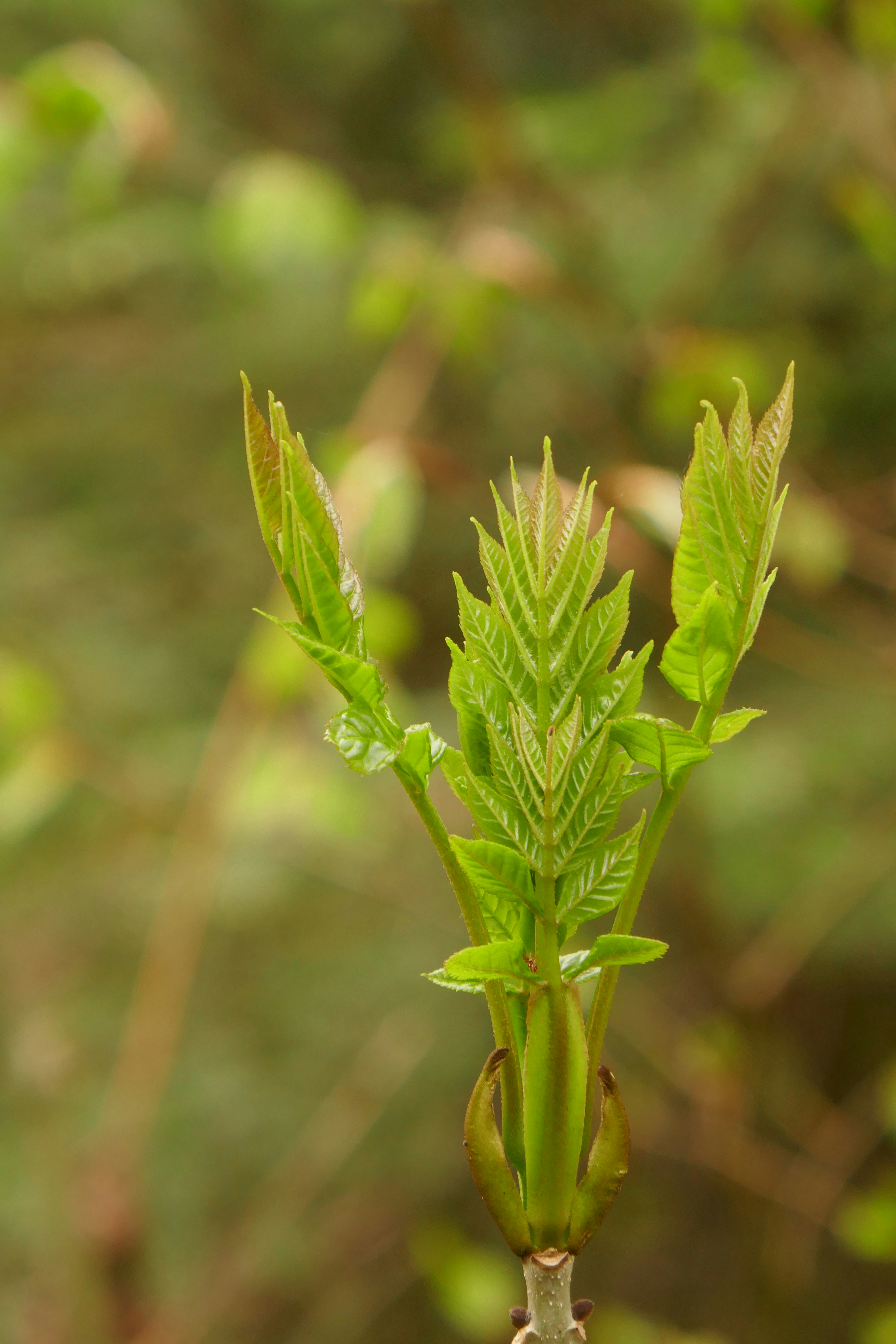 Newly sprouted leaves unfurling from a branch, symbolizing the arrival of spring and the vitality of nature.