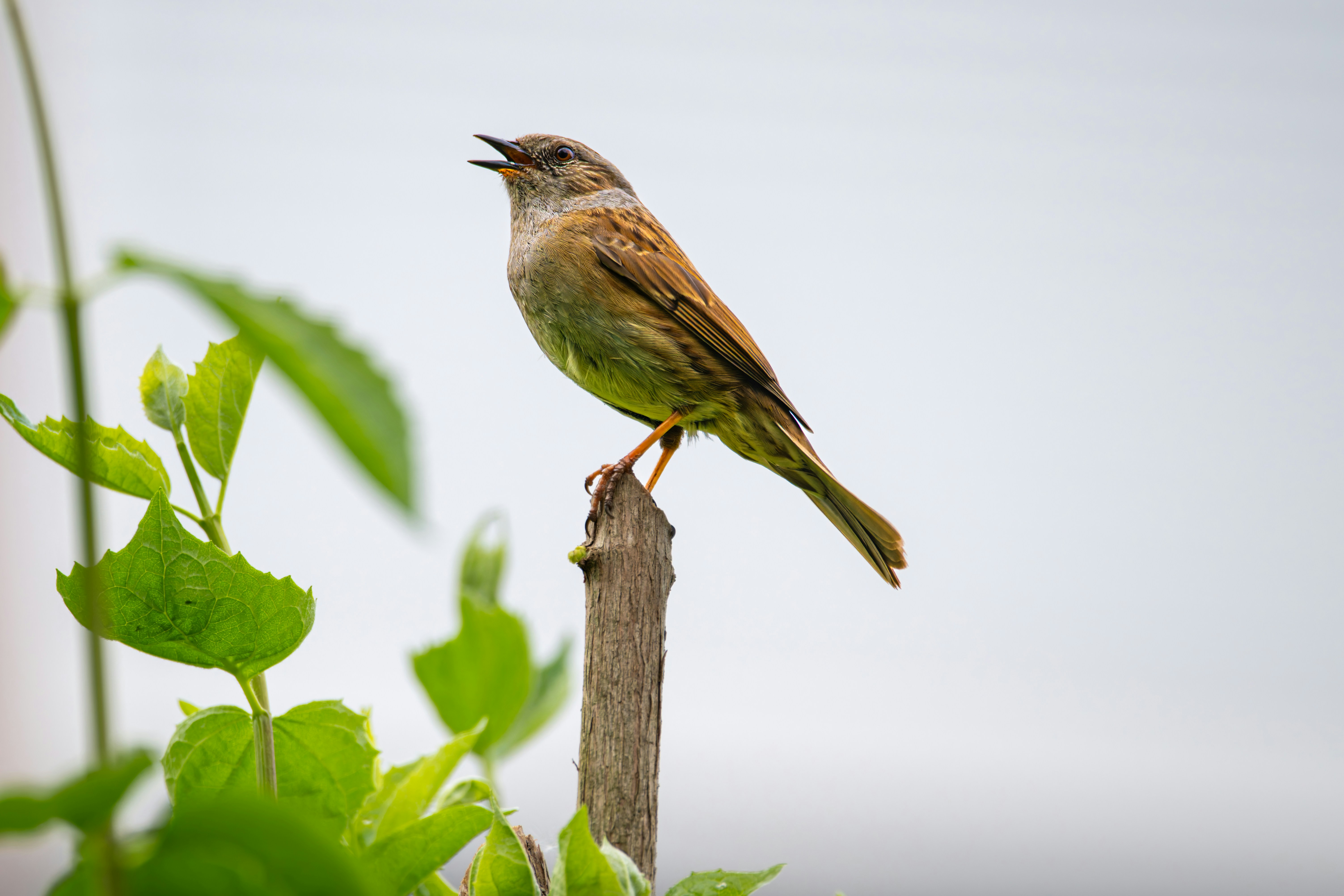 Brown Warbler on a Weathered Post Amid Fresh Garden Foliage