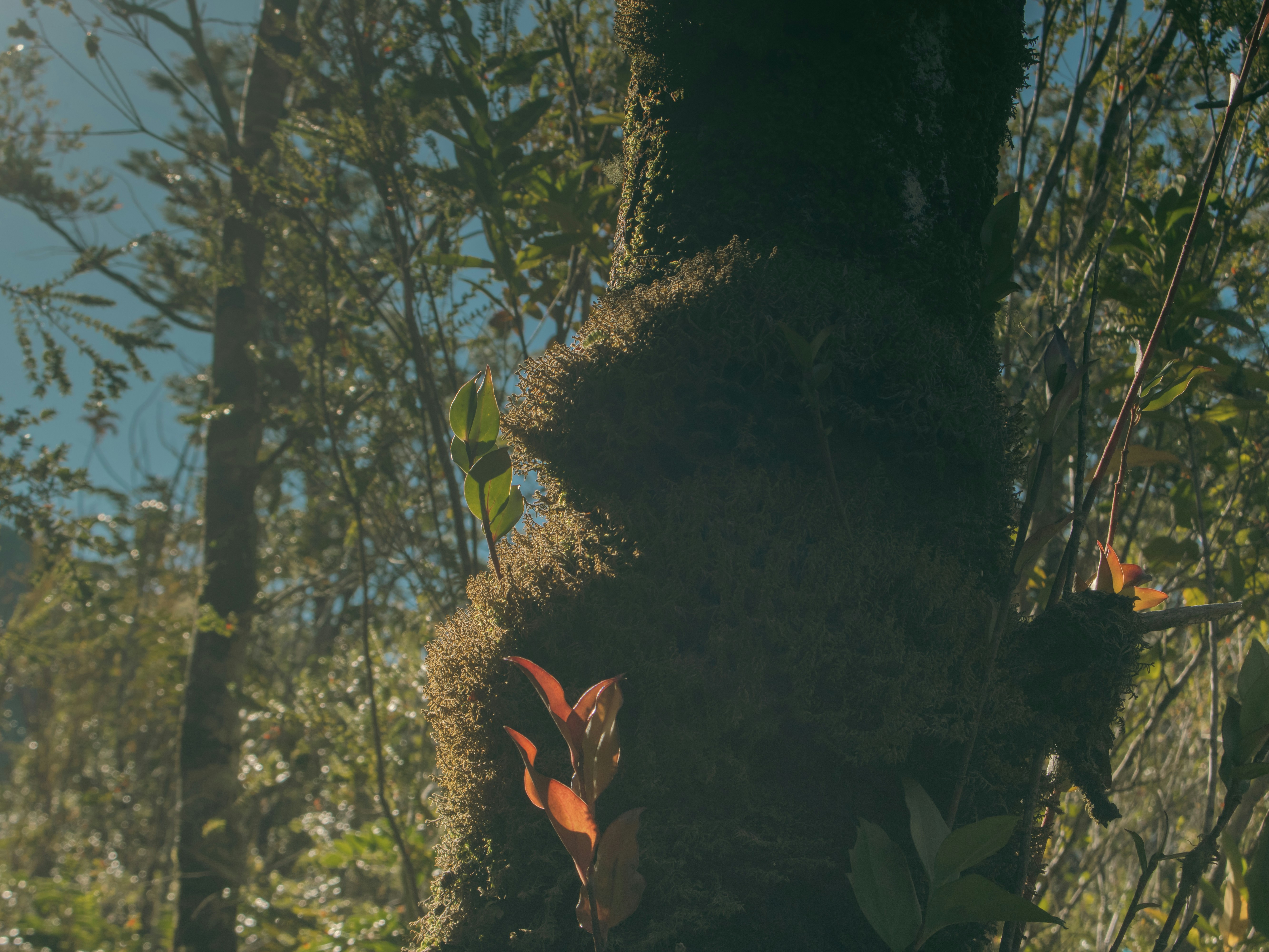 Moss-Covered Trunk in Dappled Forest Light