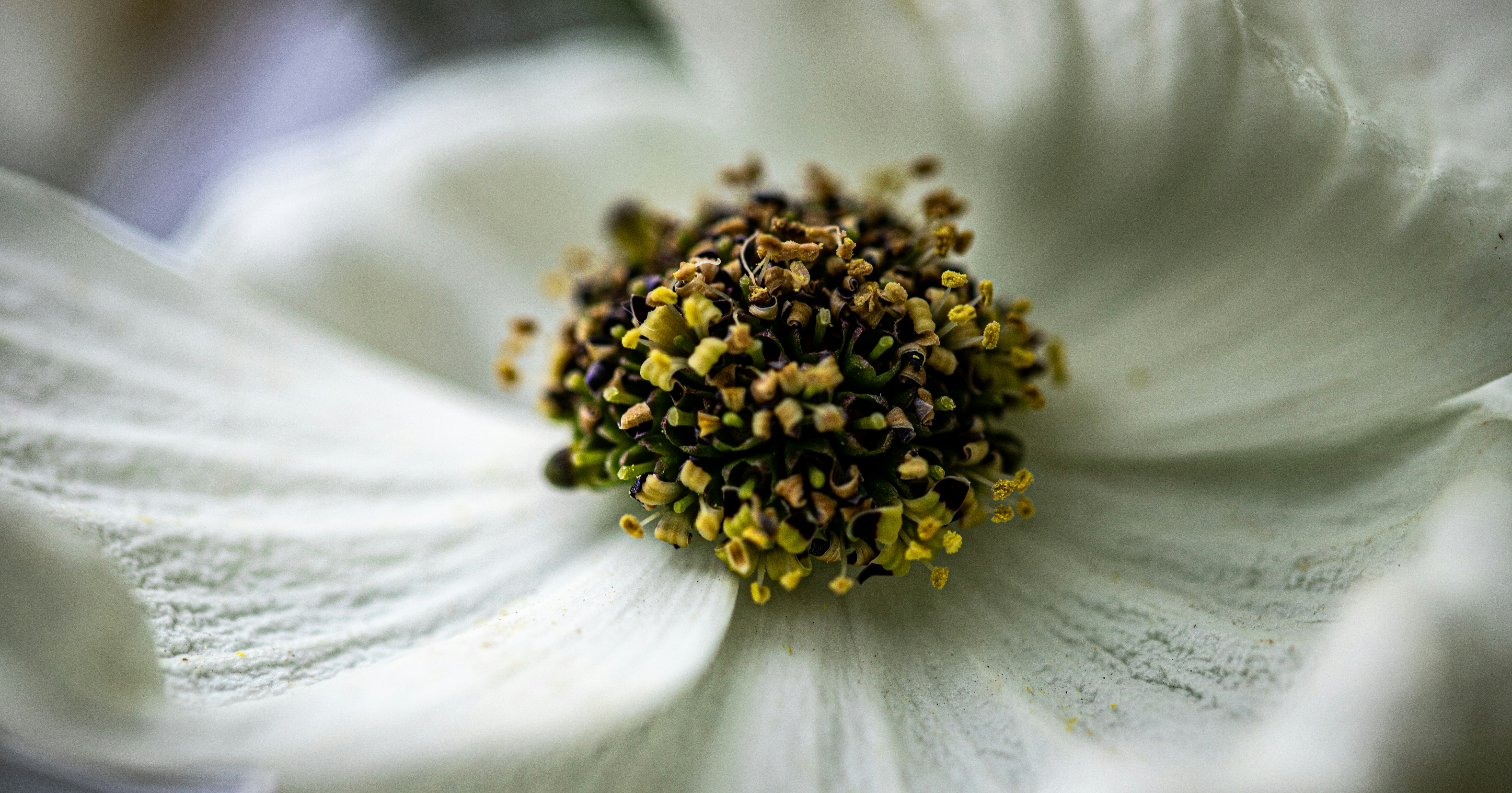 Centered Spark: Close-Up of a White Flower’s Reproductive Core