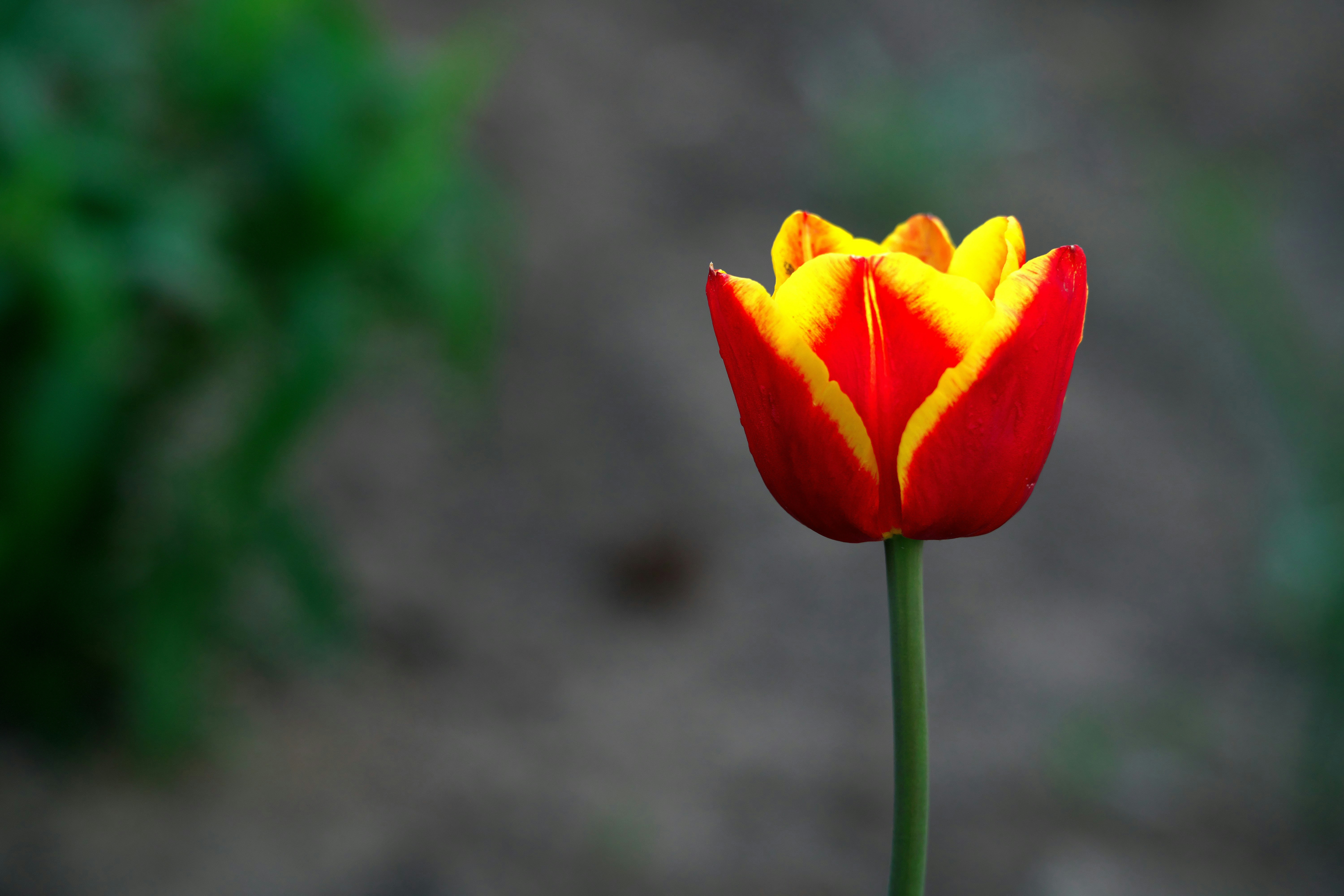 Flame-tipped Tulip: A solitary bloom in a velvet blur