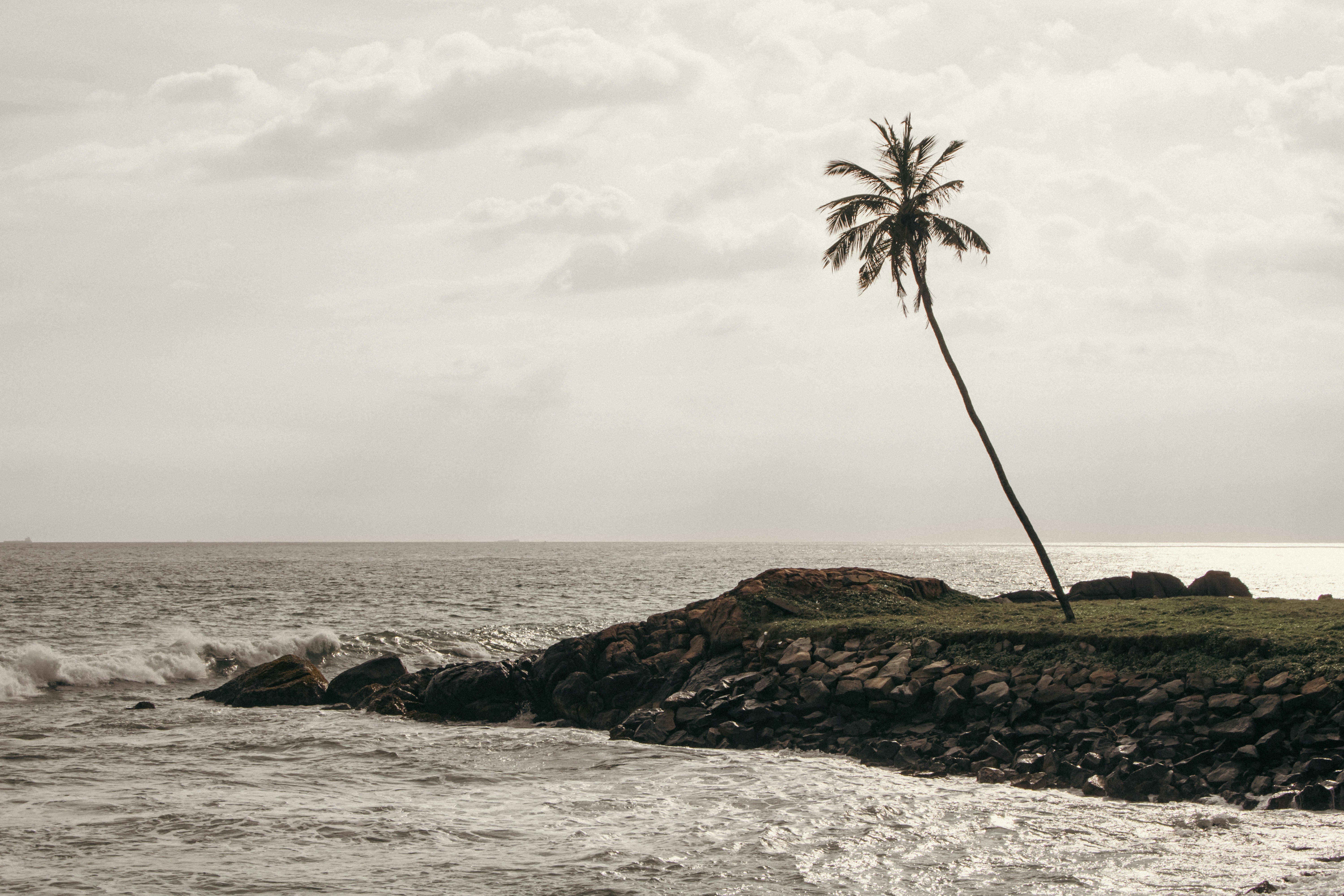 The Resilient Sentinel of the Shoreline