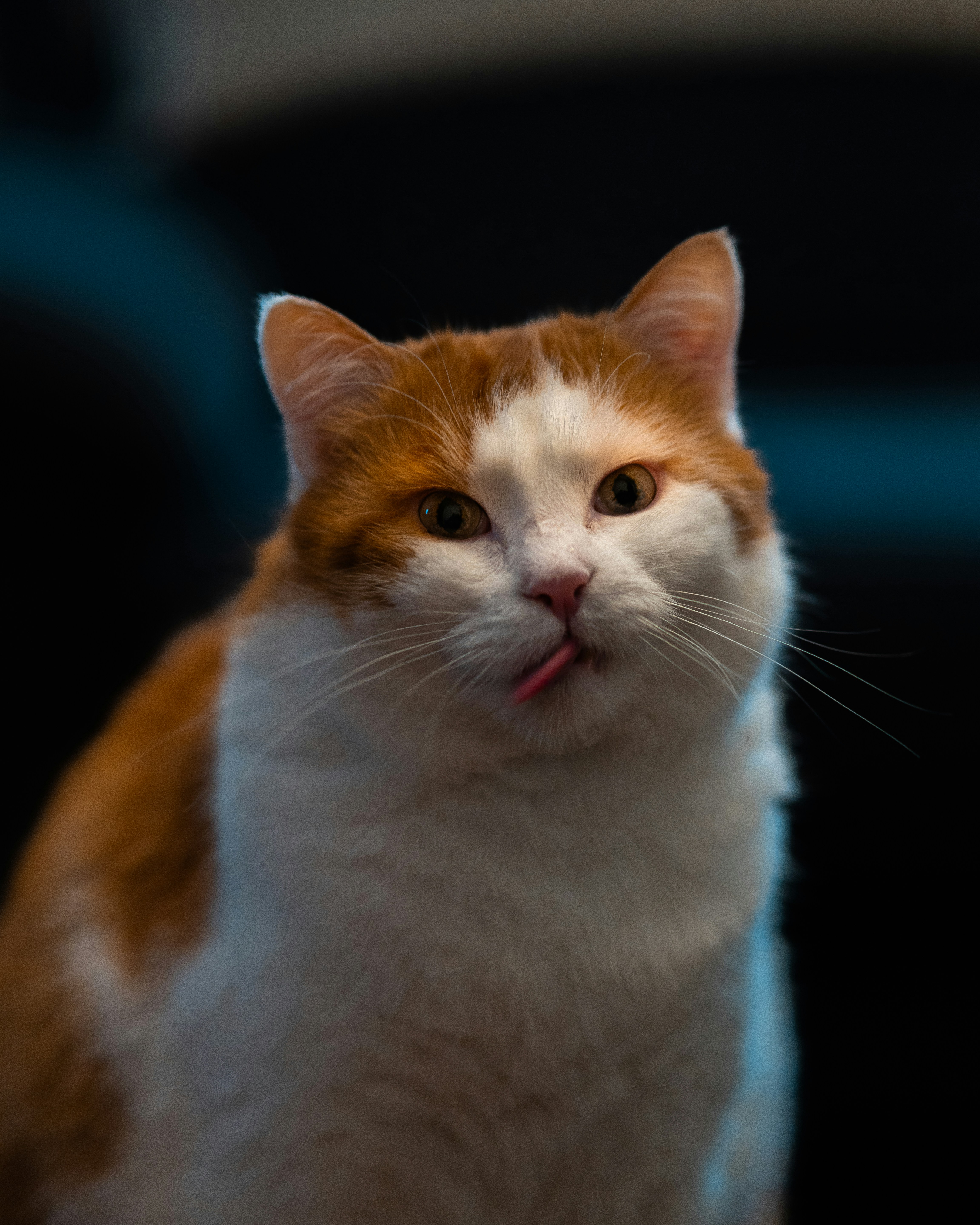 Crazy Cat Pictures | Download Free Images on Unsplash