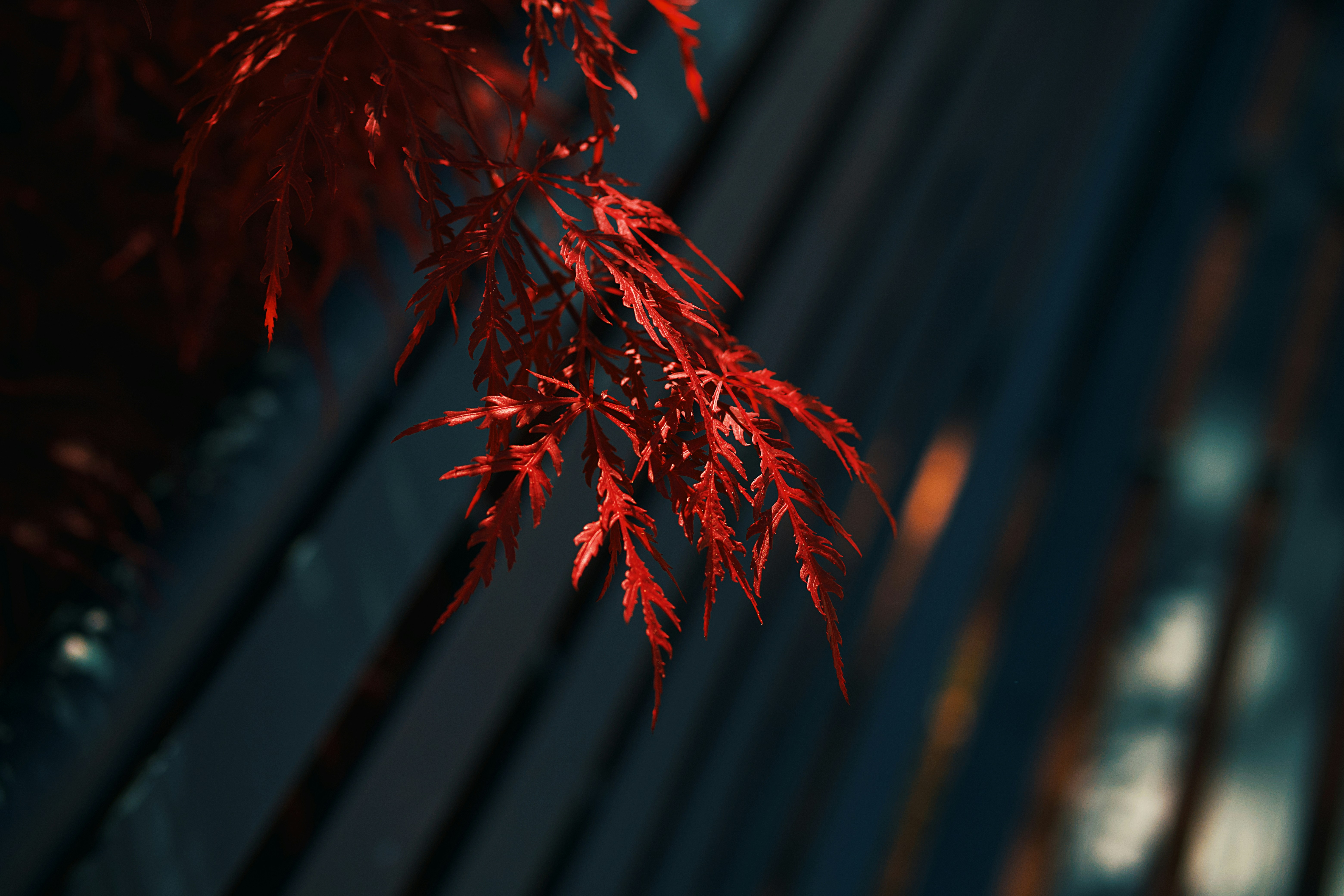 Las hojas carmesí contrastan con el fondo oscuro. foto – Imagen de ...