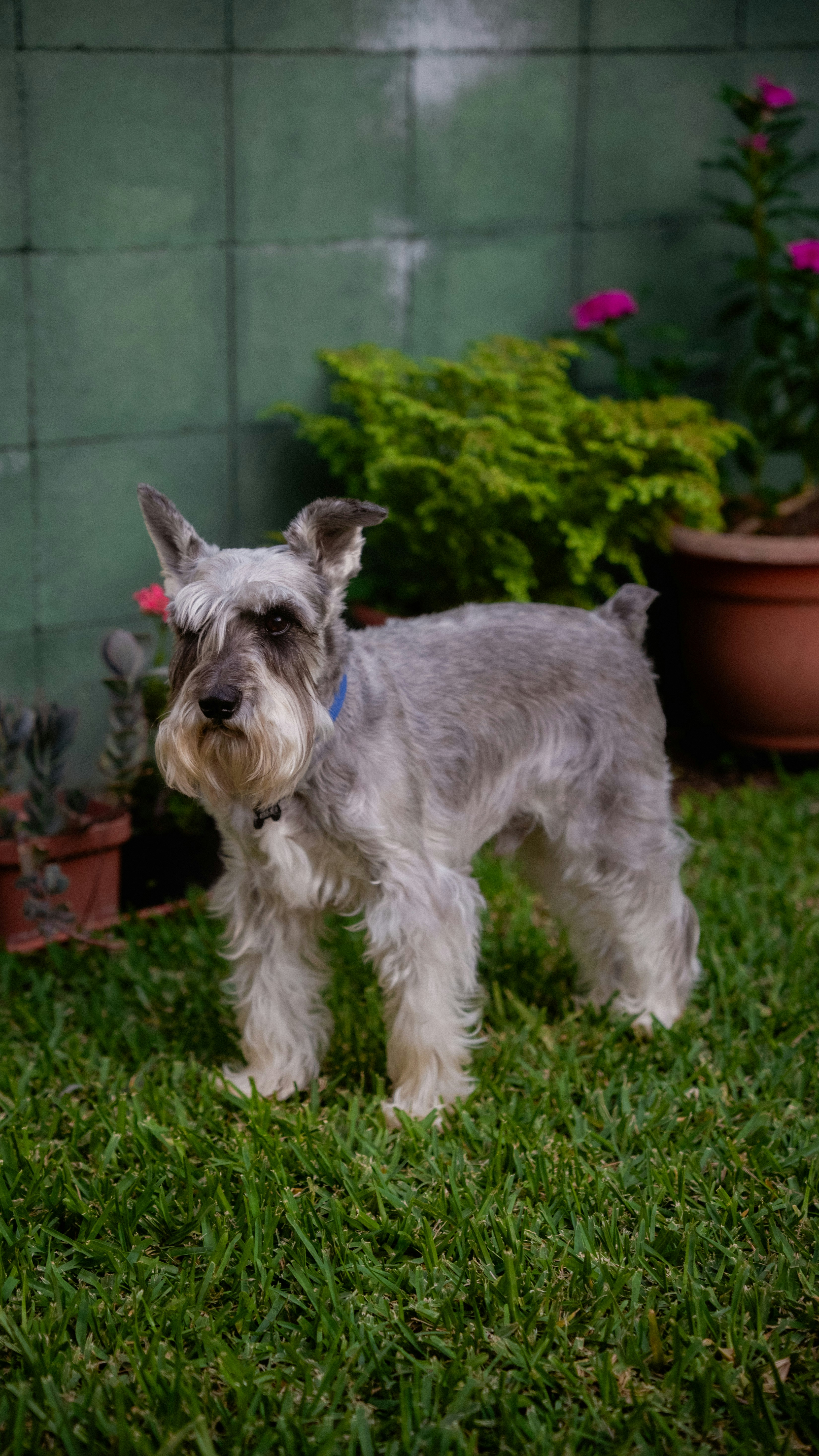 Schnauzer standing on vibrant green grass with colorful plants in the background.