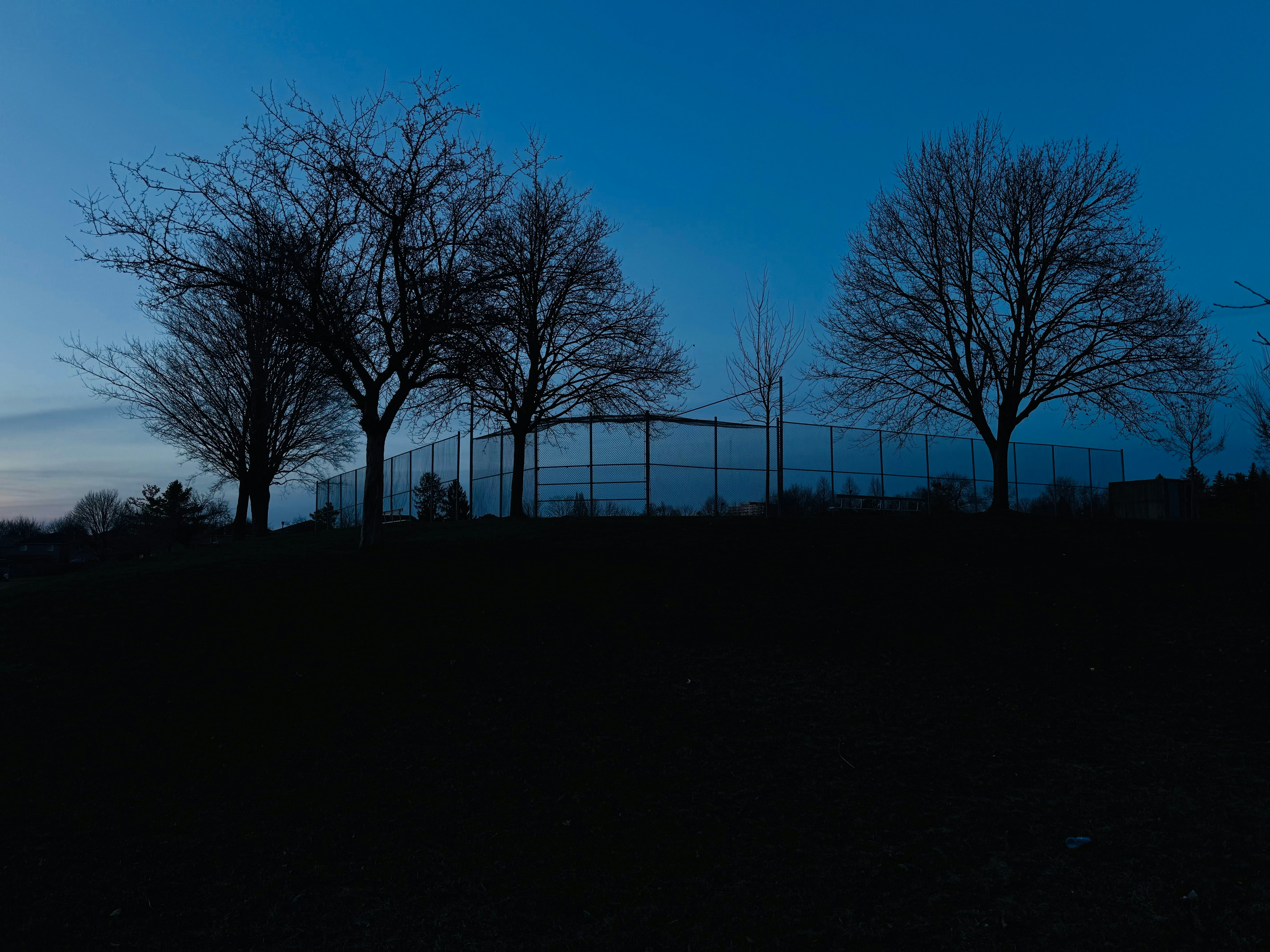 Blue Hour Silhouettes: Three Trees on a Quiet Horizon