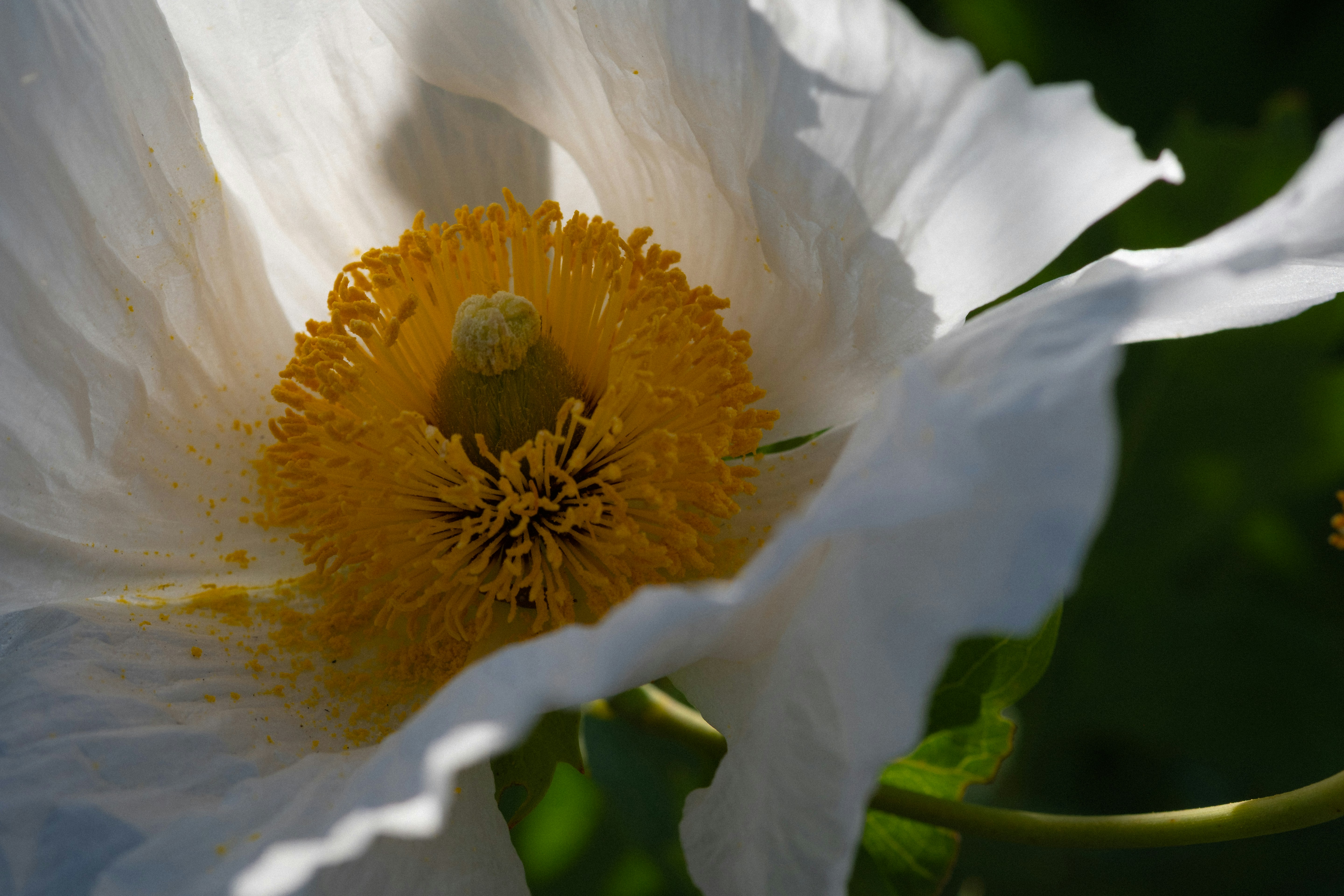 Gold-Crowned White Poppy: Close-Up of Light and Texture