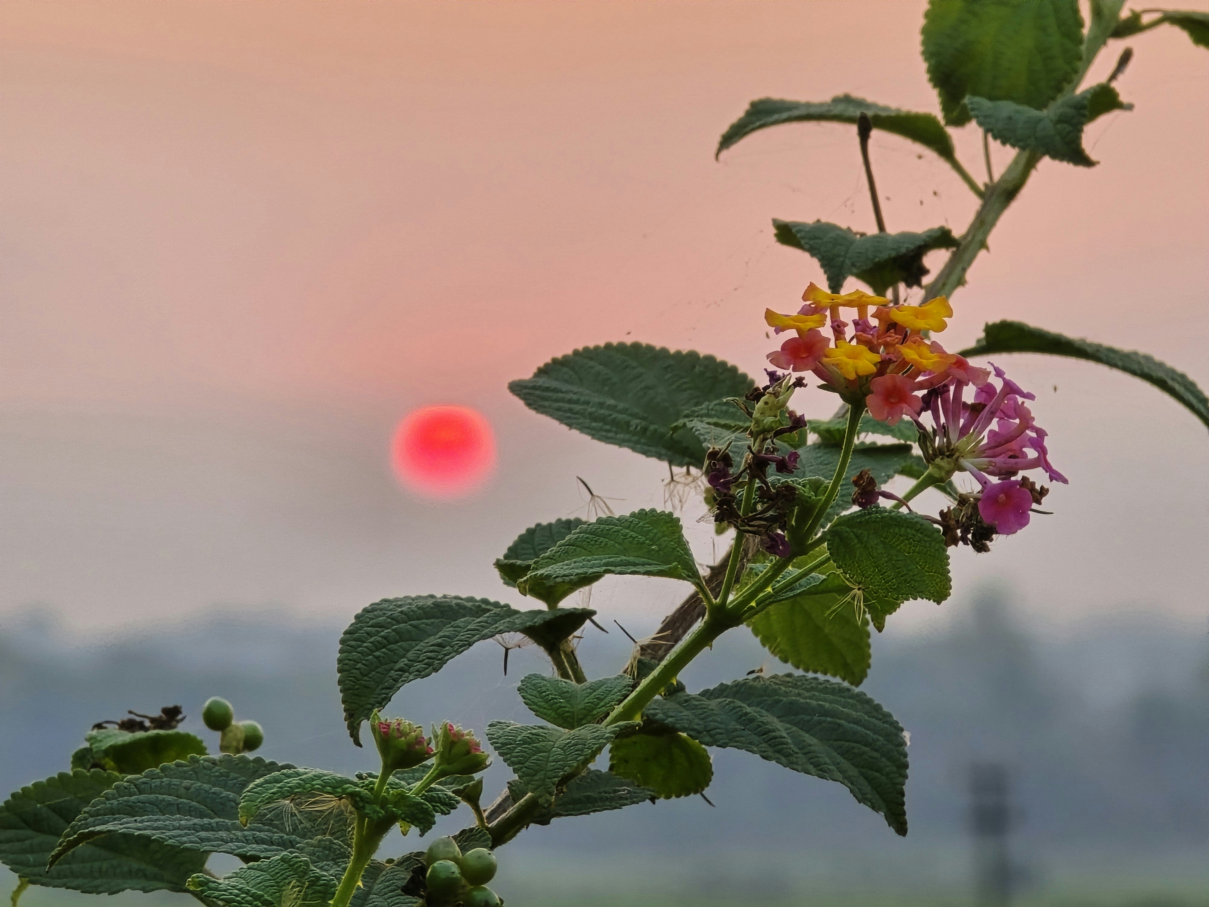 Petals at Dusk: A sunlit blossom reaches toward a pastel horizon