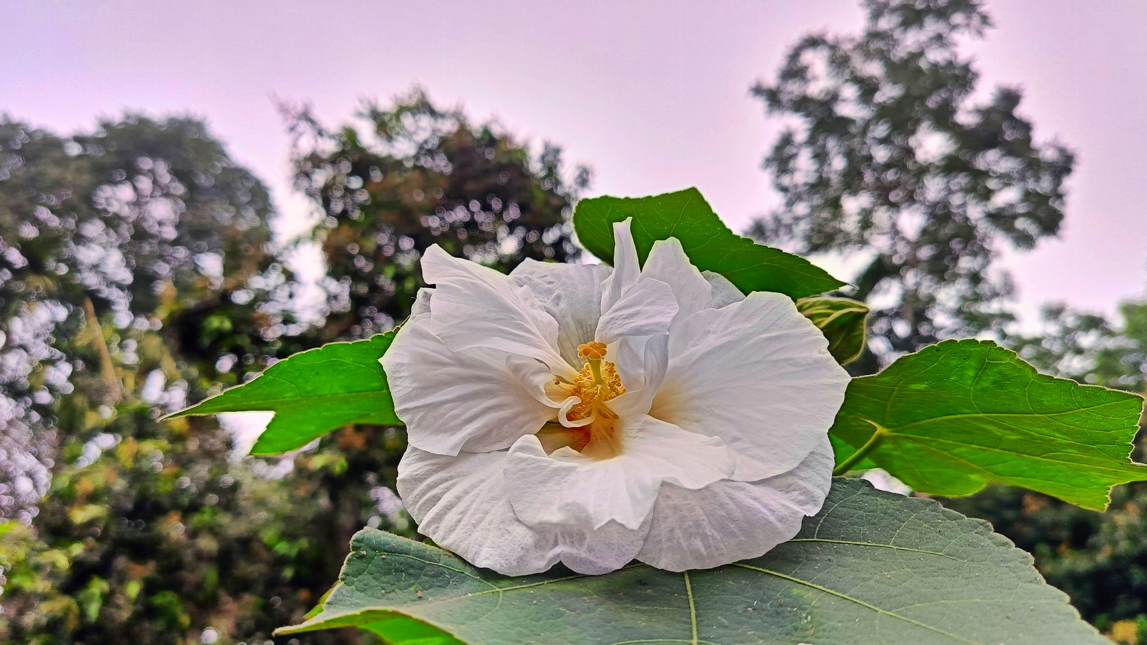 Petals in Focus: A White Hibiscus Framed by Verdant Backdrop