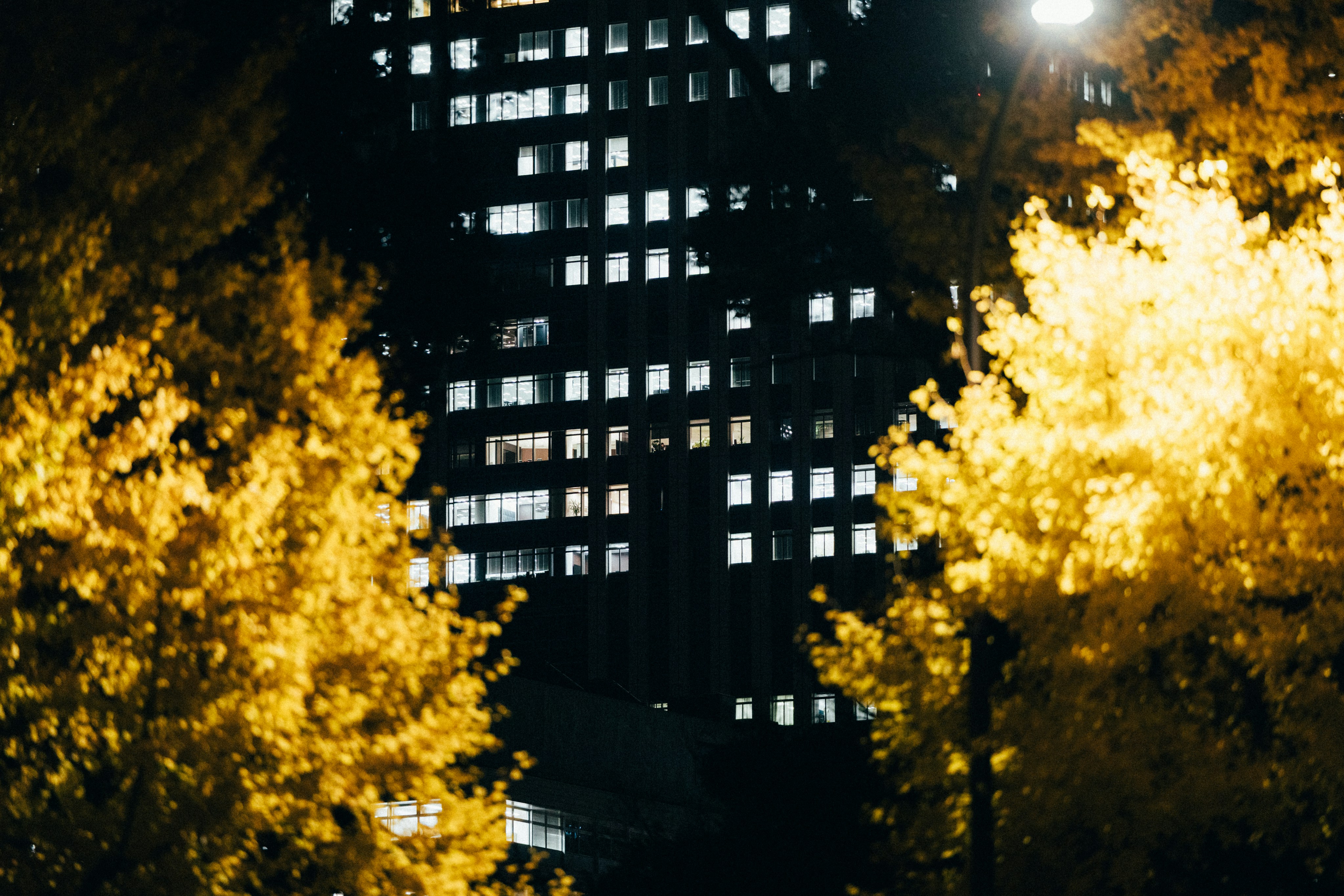 Building windows glow behind golden autumn trees. photo – Free Building ...