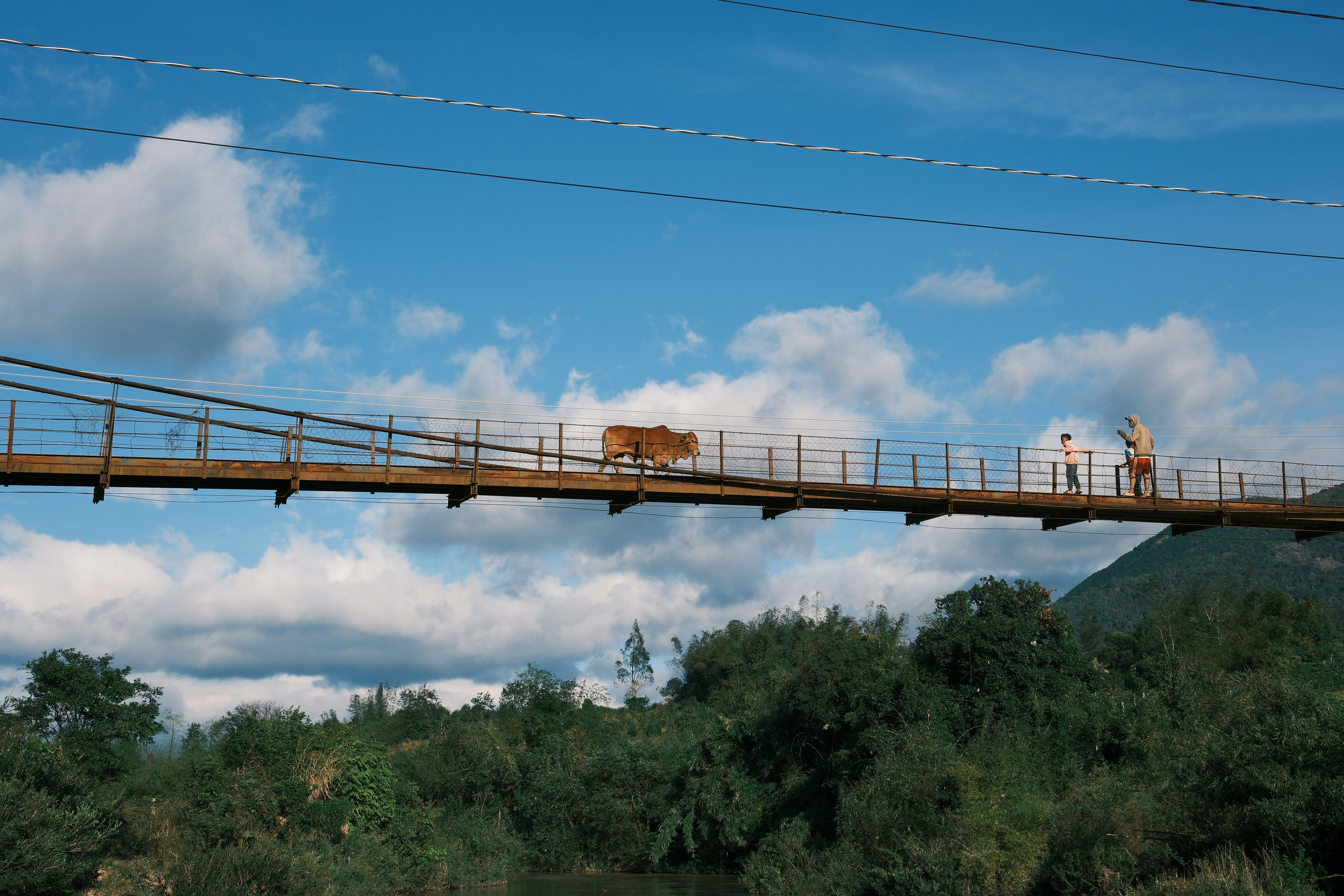 Pasture Pace on a Skyward Bridge: A Cow Beside Two Hikers Under a Clear Sky