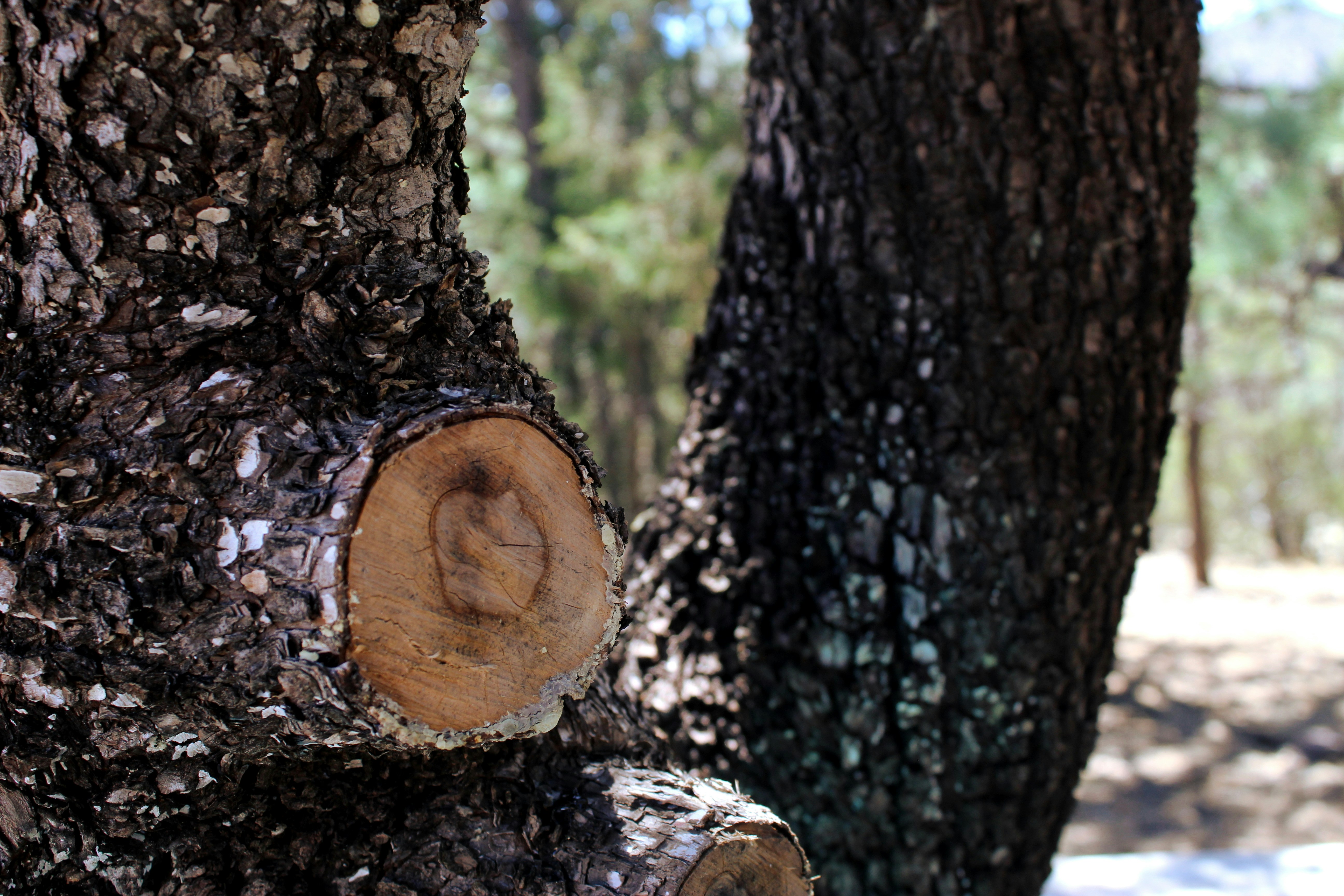 End Grain in Sunlit Pines: Close-Up of a Cut Log Among Trunks