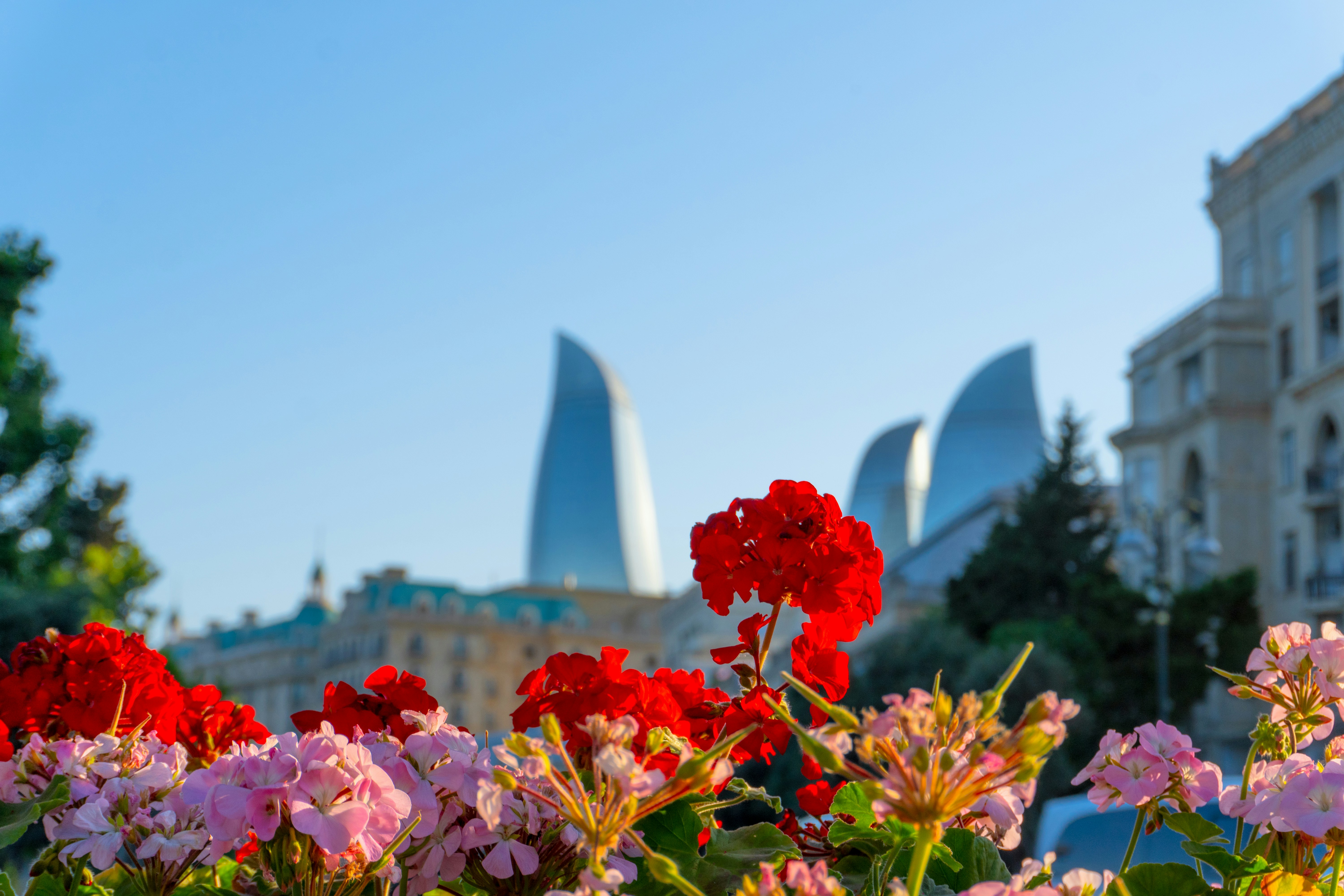 Flowers bloom with the flame towers in the background. photo – Free ...