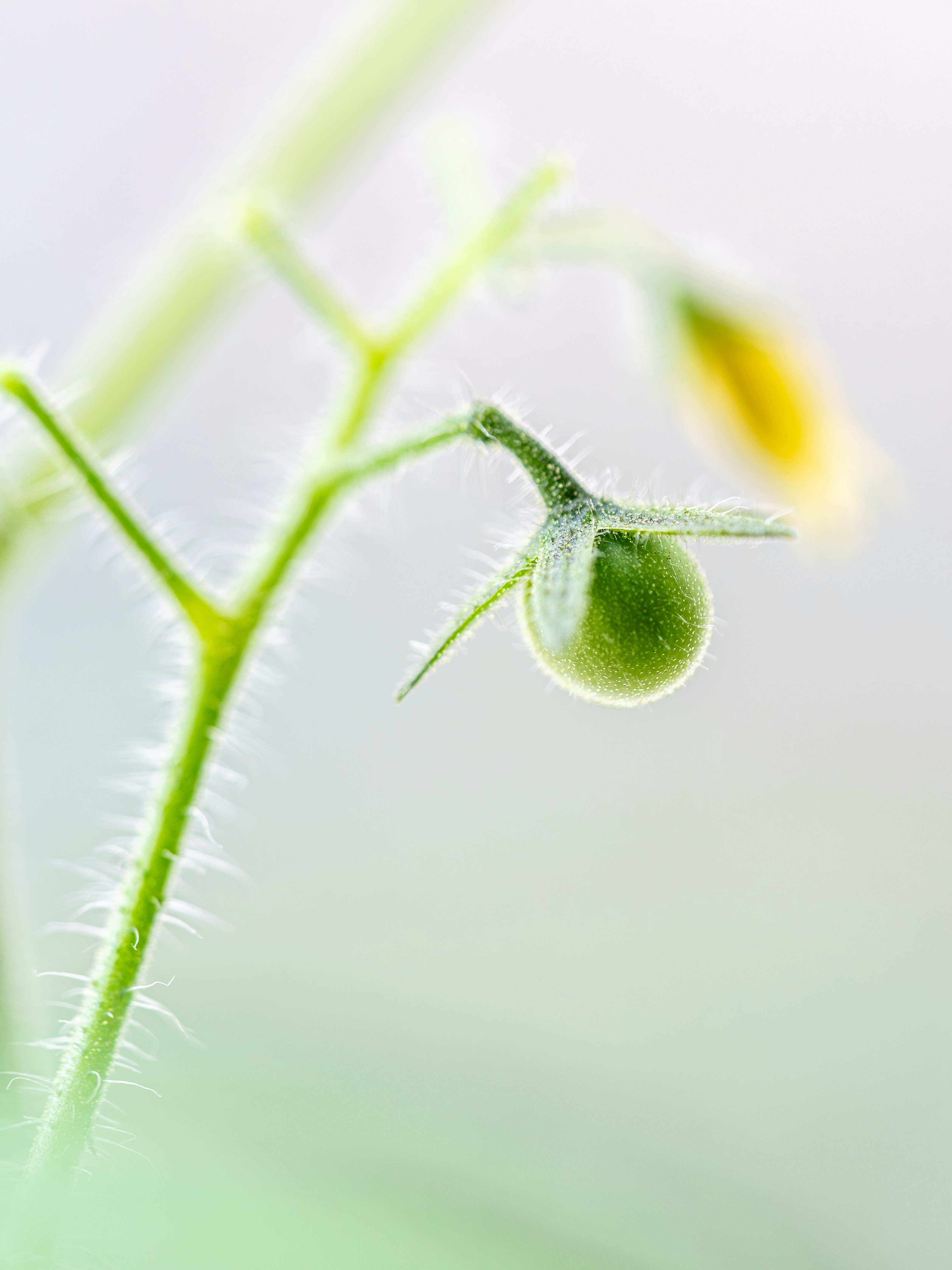 A small green tomato bud is growing. photo – Free Plant Image on Unsplash