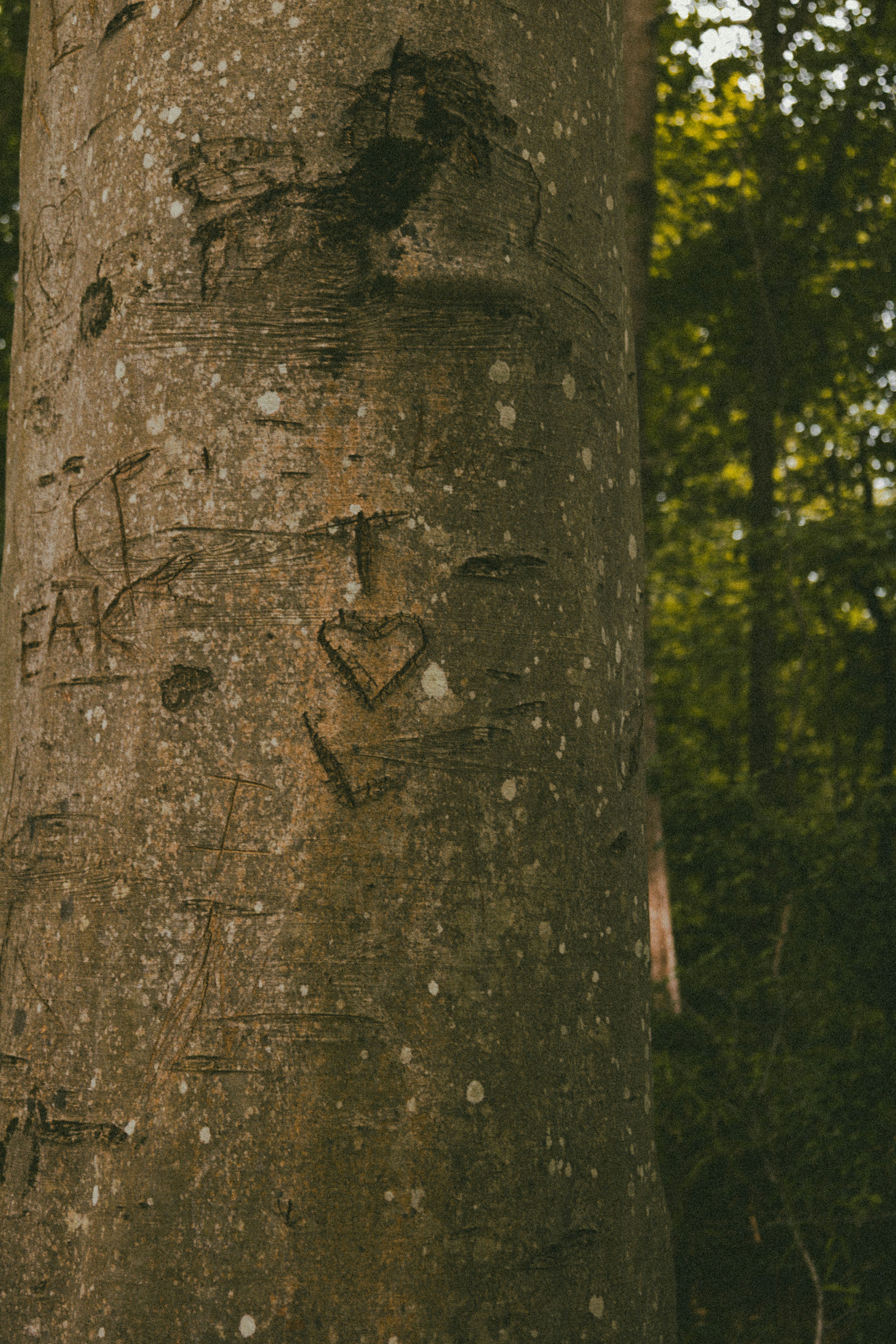 Heartmarks on a sunlit forest trunk: a tactile study in bark and memory