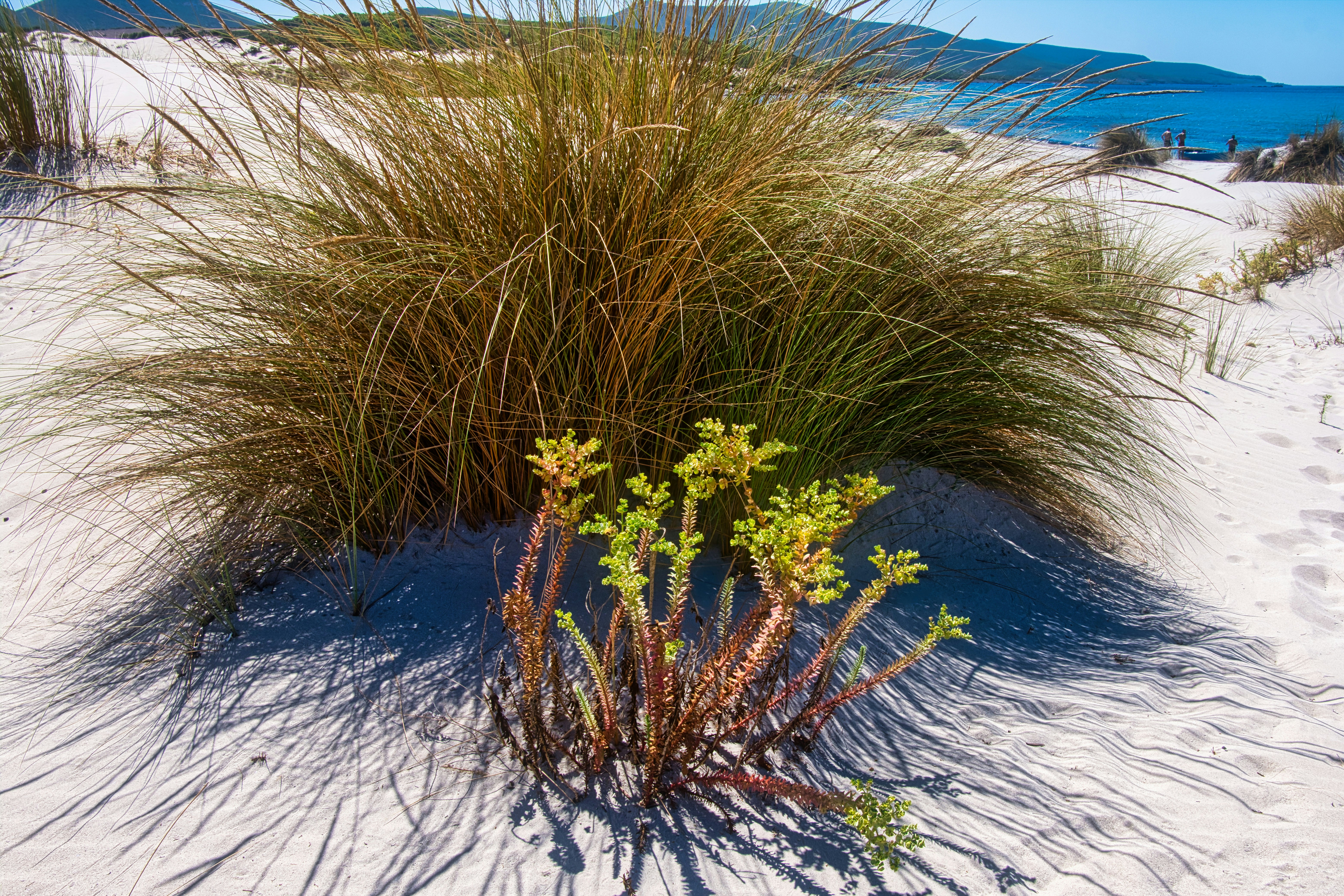 Tuft of Resilience on a Sunlit Dune