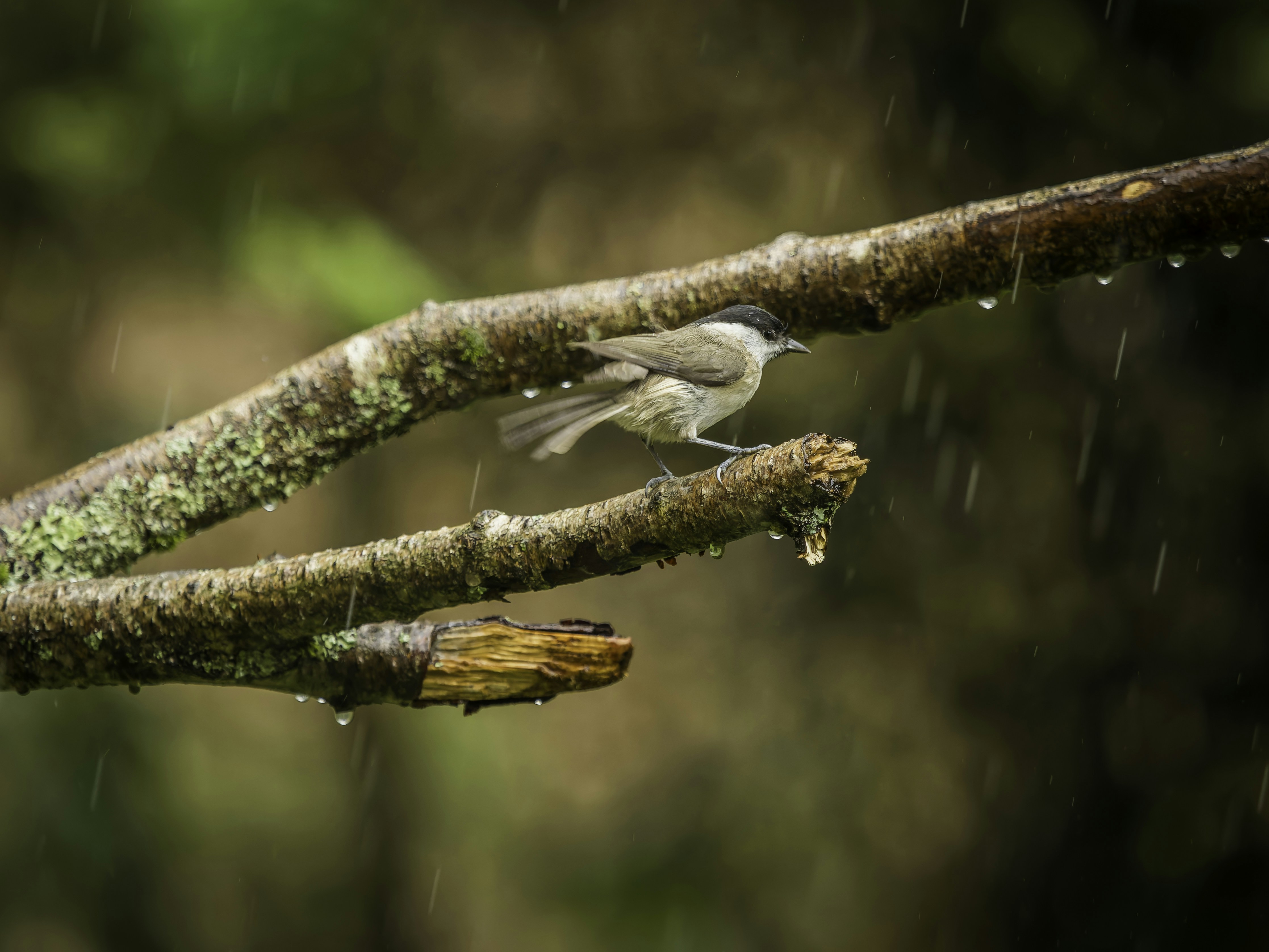 Photo by Doncoombez with Olympus OM-D E-M1X